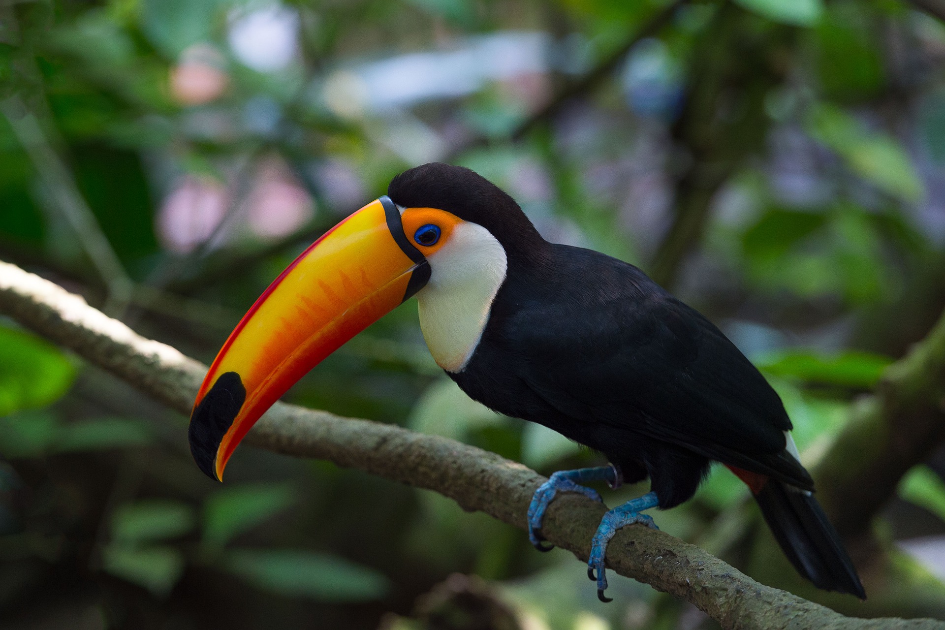 Download Bird Animal Toucan HD Wallpaper by Dorophy