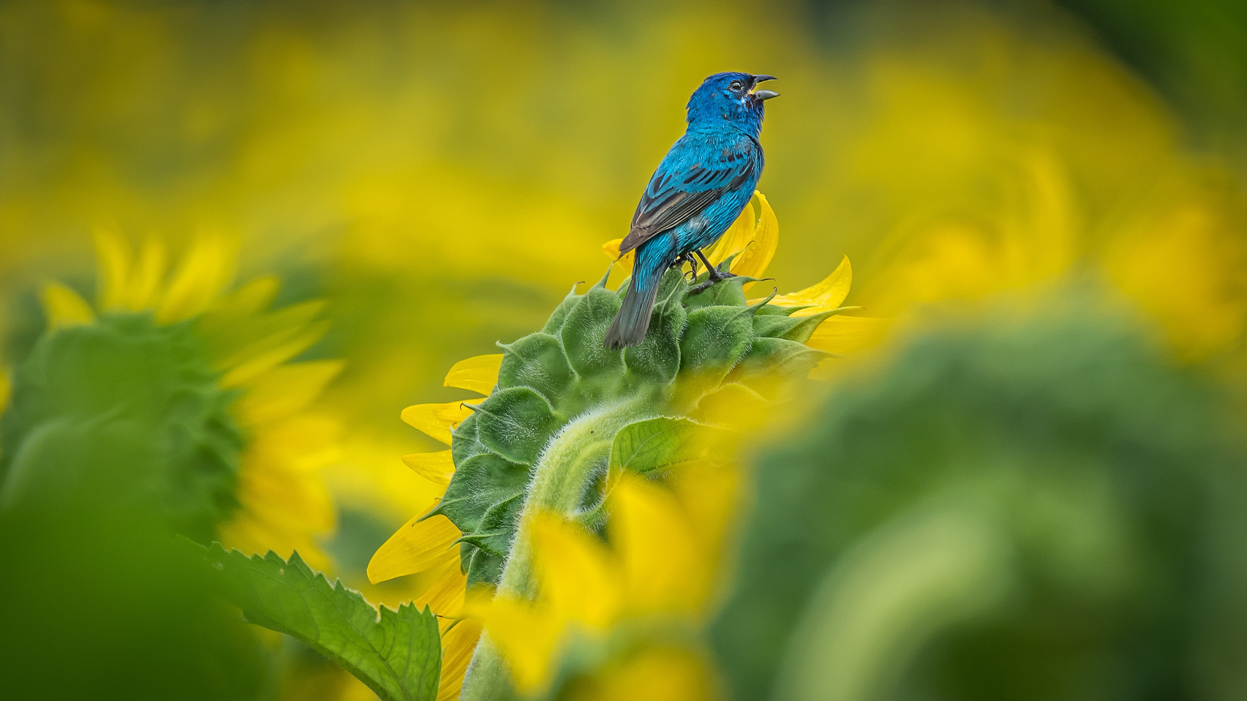 Download Flower Sunflower Animal Indigo Bunting HD Wallpaper