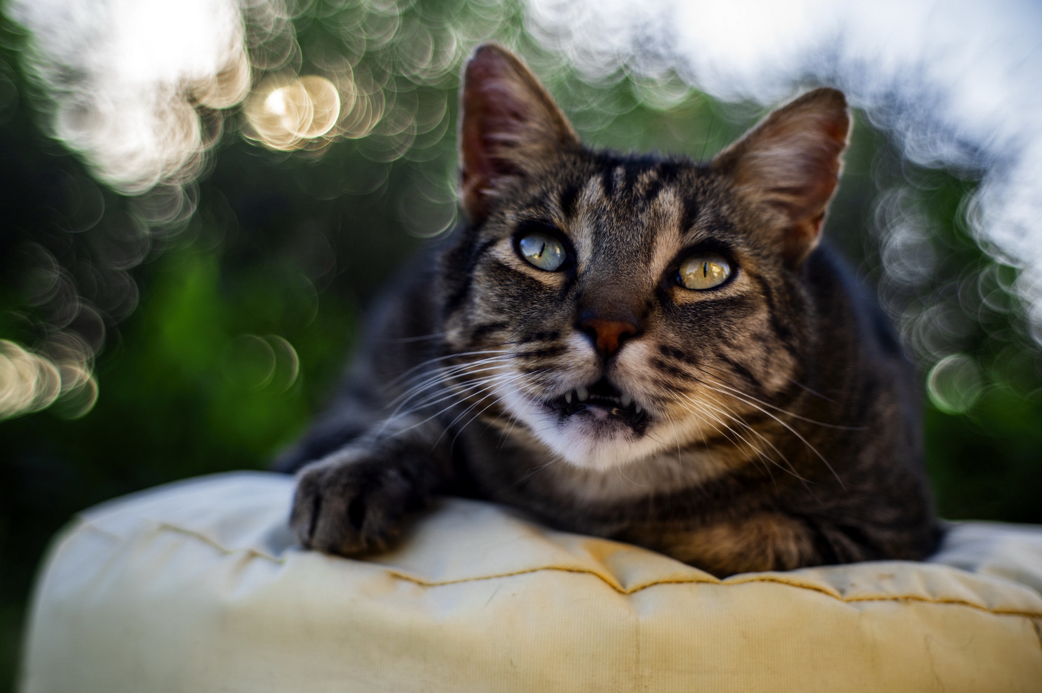 Download Bokeh Animal Cat HD Wallpaper