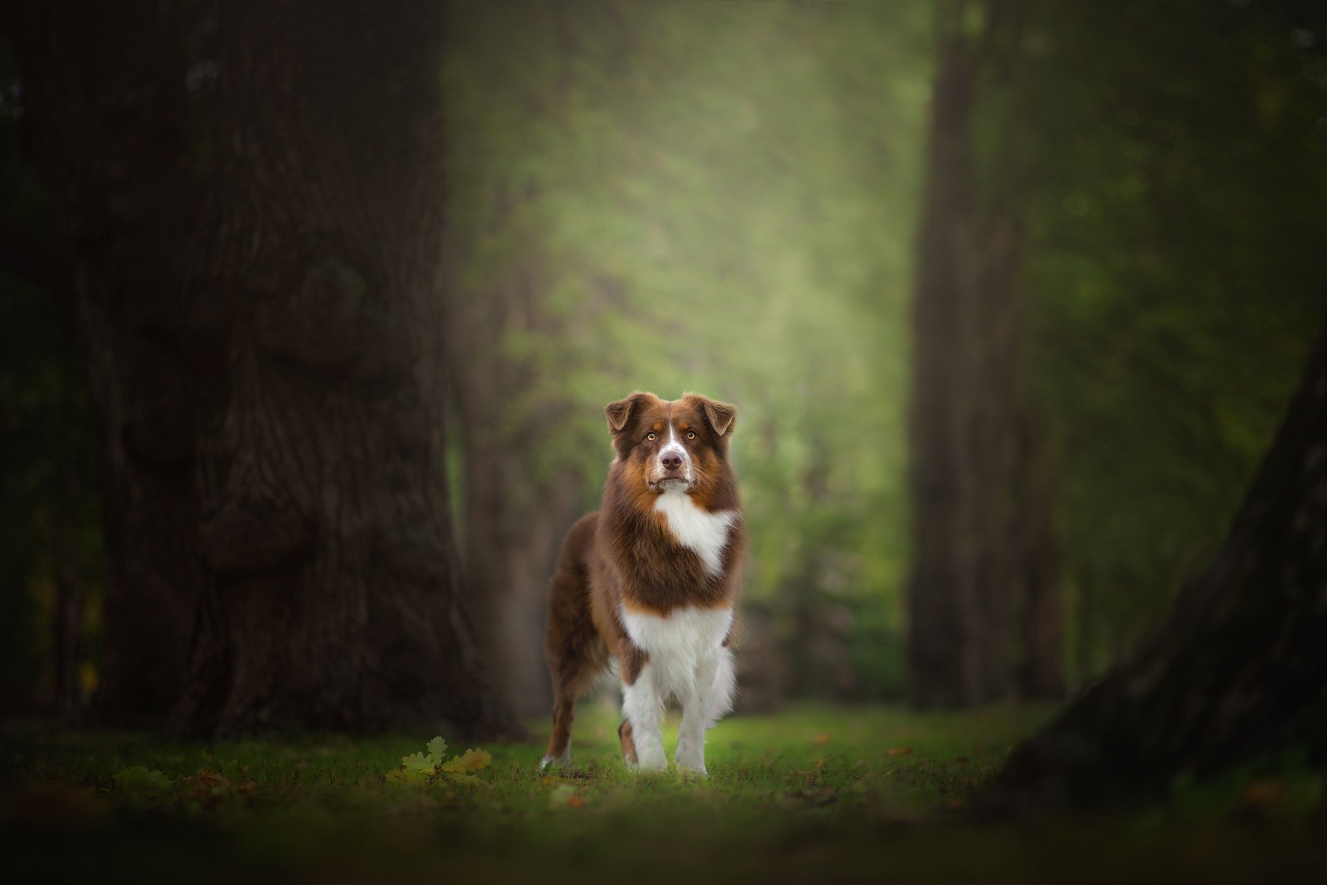 Download Depth Of Field Animal Dog 4k Ultra HD Wallpaper