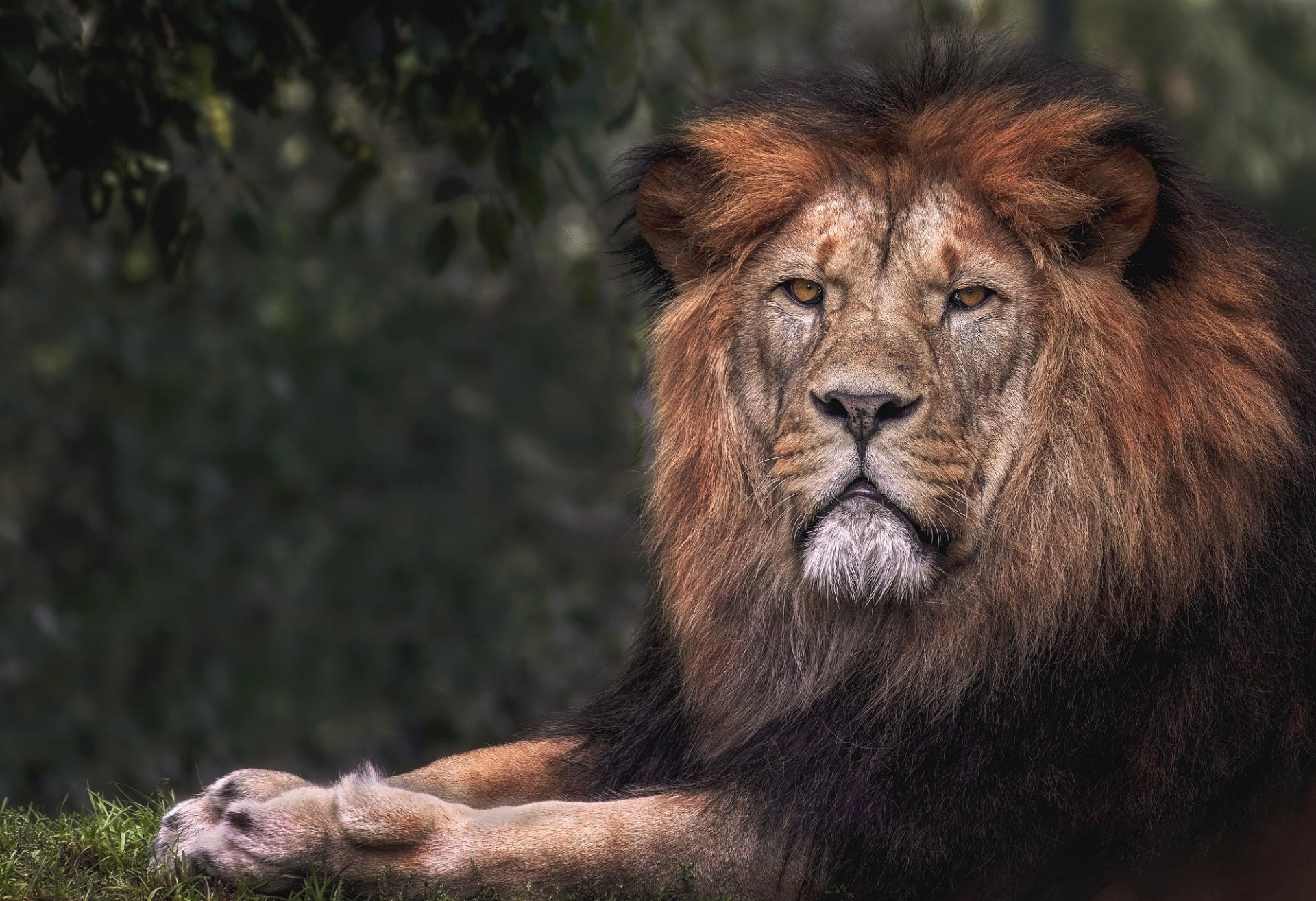 Majestic Lion HD Wallpaper: The King of the Animal Kingdom in Stunning ...