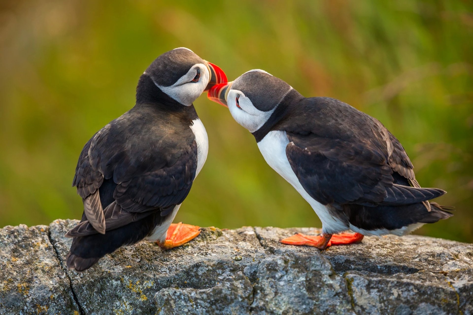 Puffin HD Wallpaper