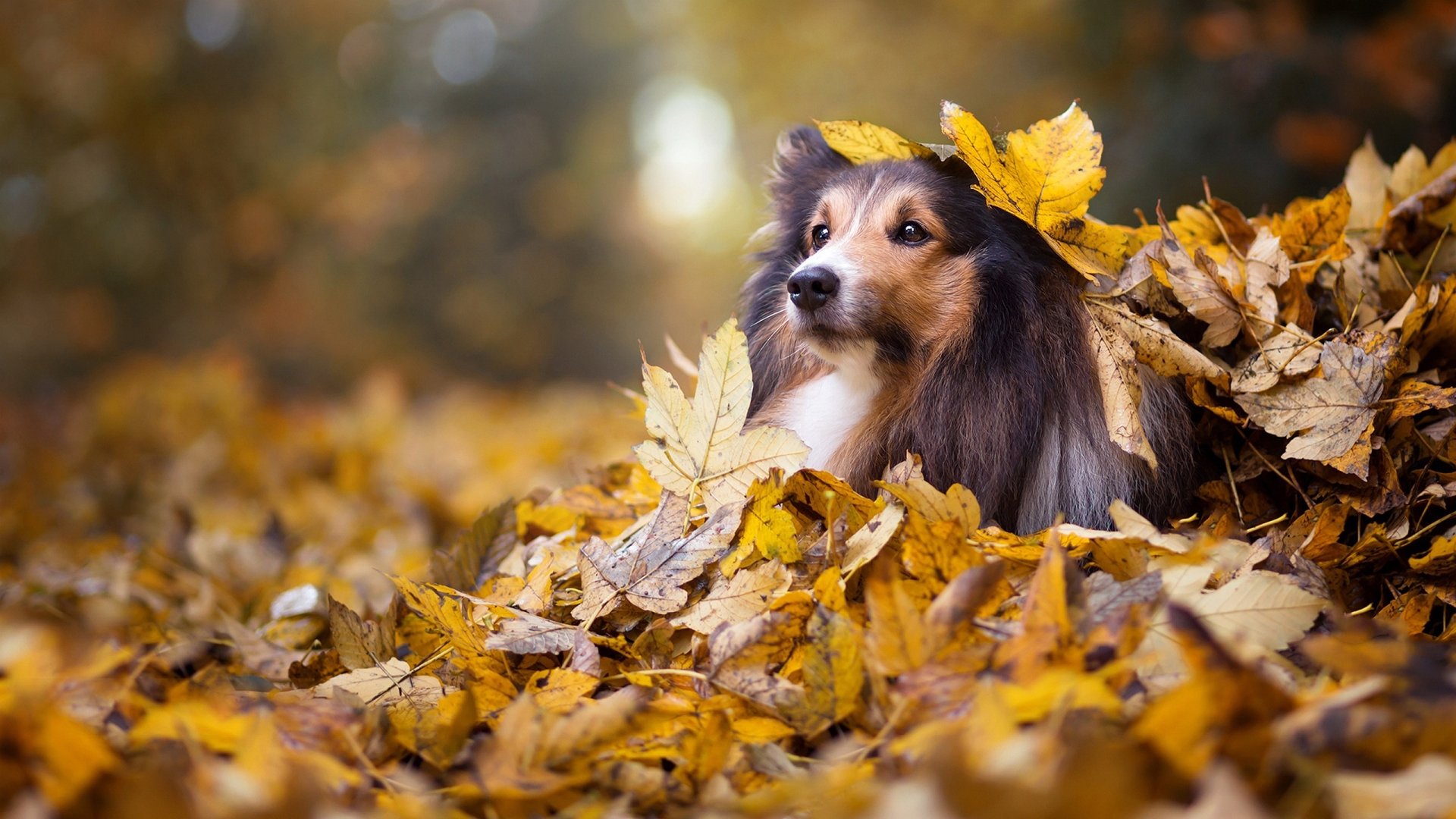 Download Depth Of Field Dog Nature Leaf Fall Animal Shetland Sheepdog ...