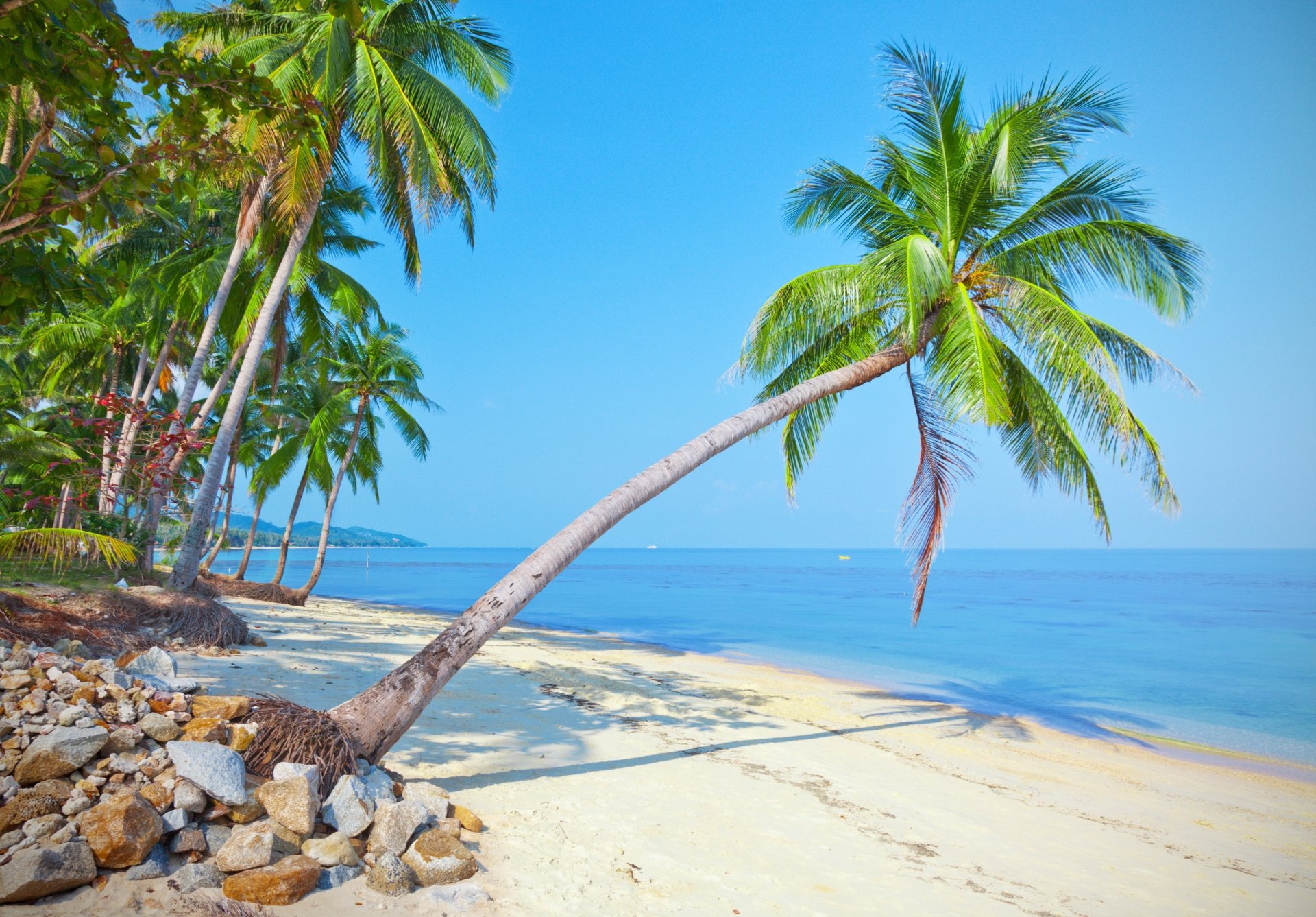 Download Ocean Horizon Tropical Palm Tree Sea Sand Nature Beach HD ...