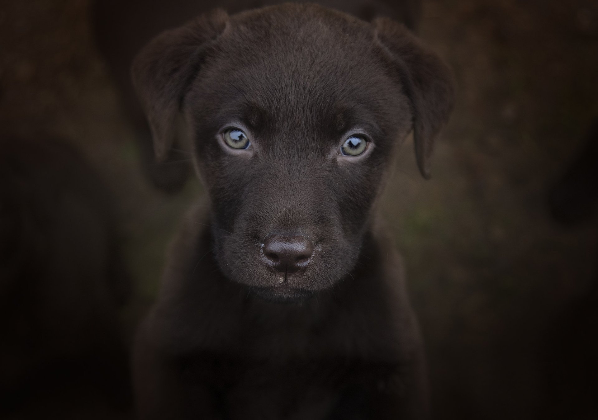 Download Stare Baby Animal Dog Puppy Animal Labrador Retriever HD ...