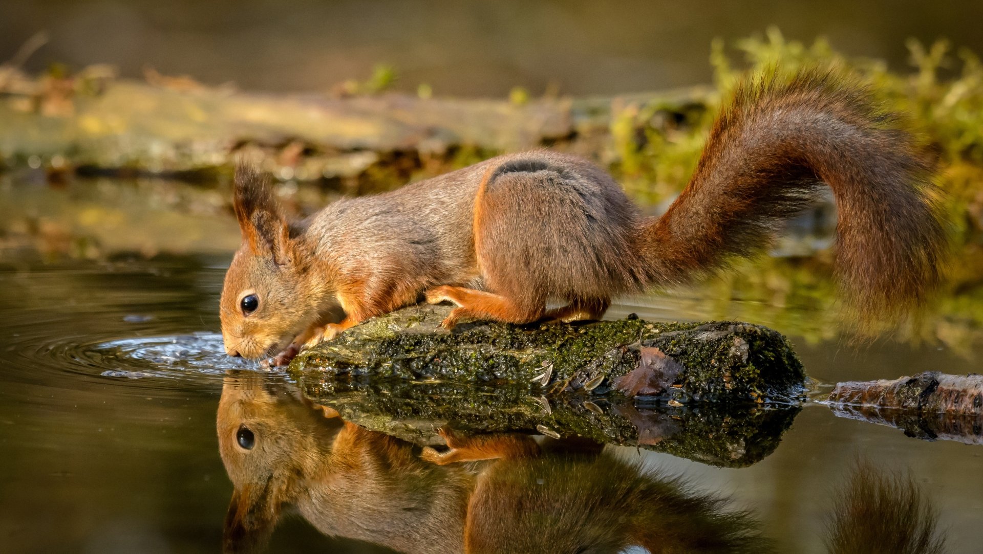 Download Rodent Reflection Water Animal Squirrel 4k Ultra HD Wallpaper
