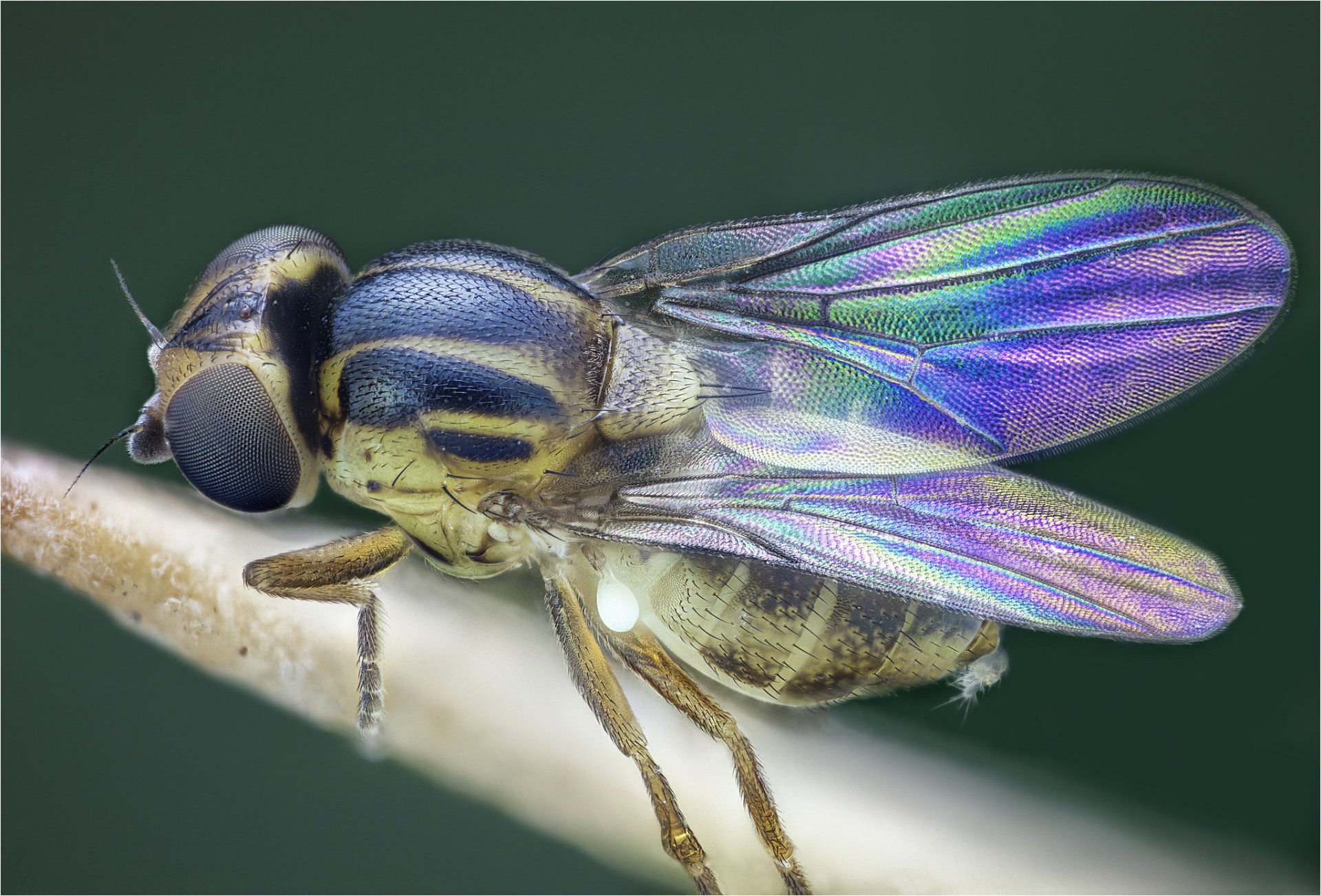 Download Animal Fly HD Wallpaper