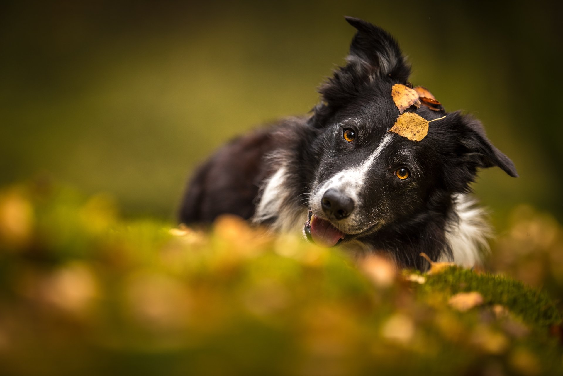 Download Dog Animal Border Collie 4k Ultra HD Wallpaper