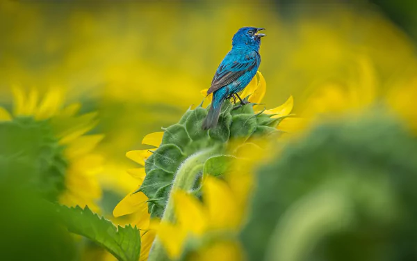 Stunning Indigo Bunting HD Wallpaper: Nature's Vibrant Blue Bird