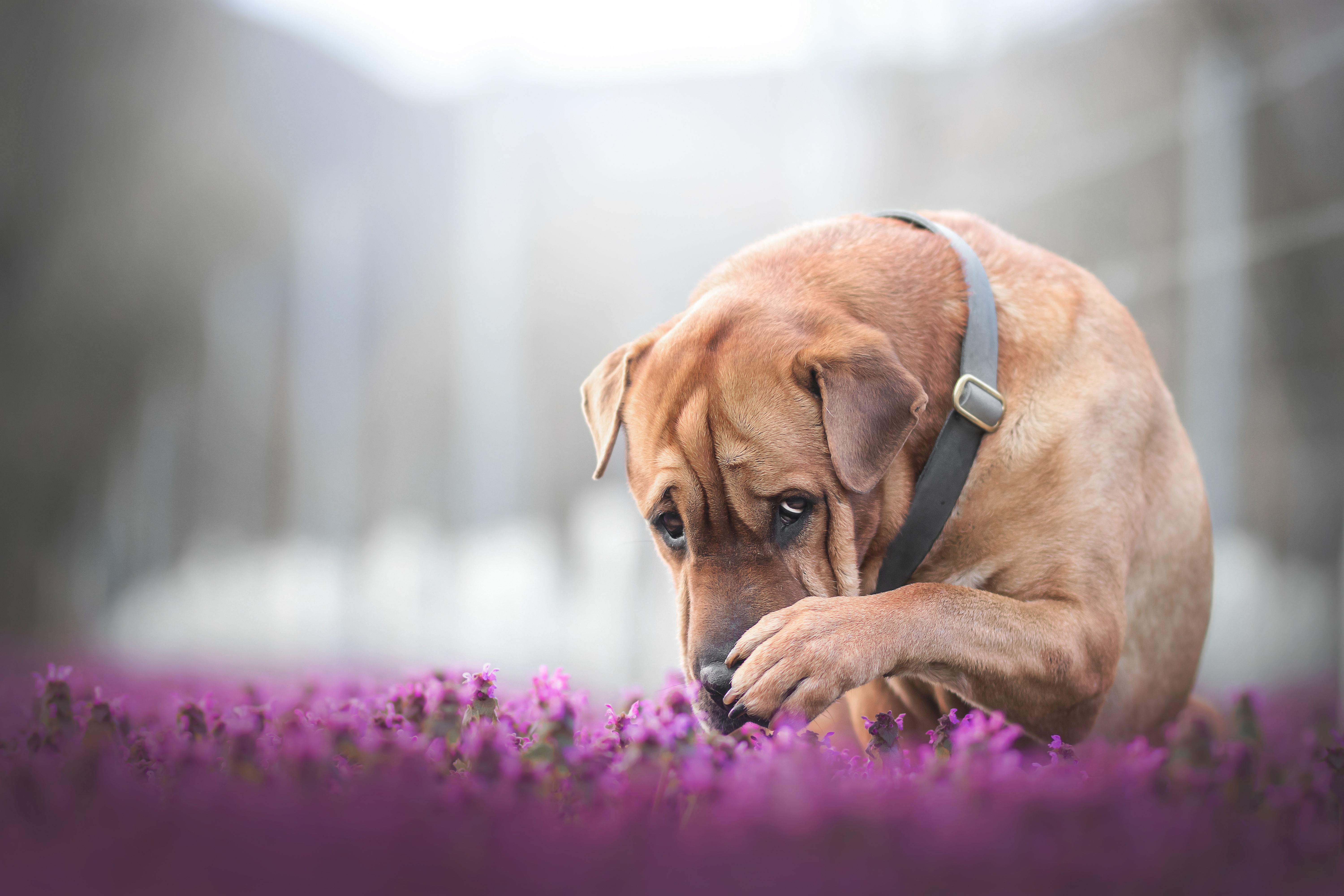 Download Depth Of Field Animal Dog 4k Ultra HD Wallpaper