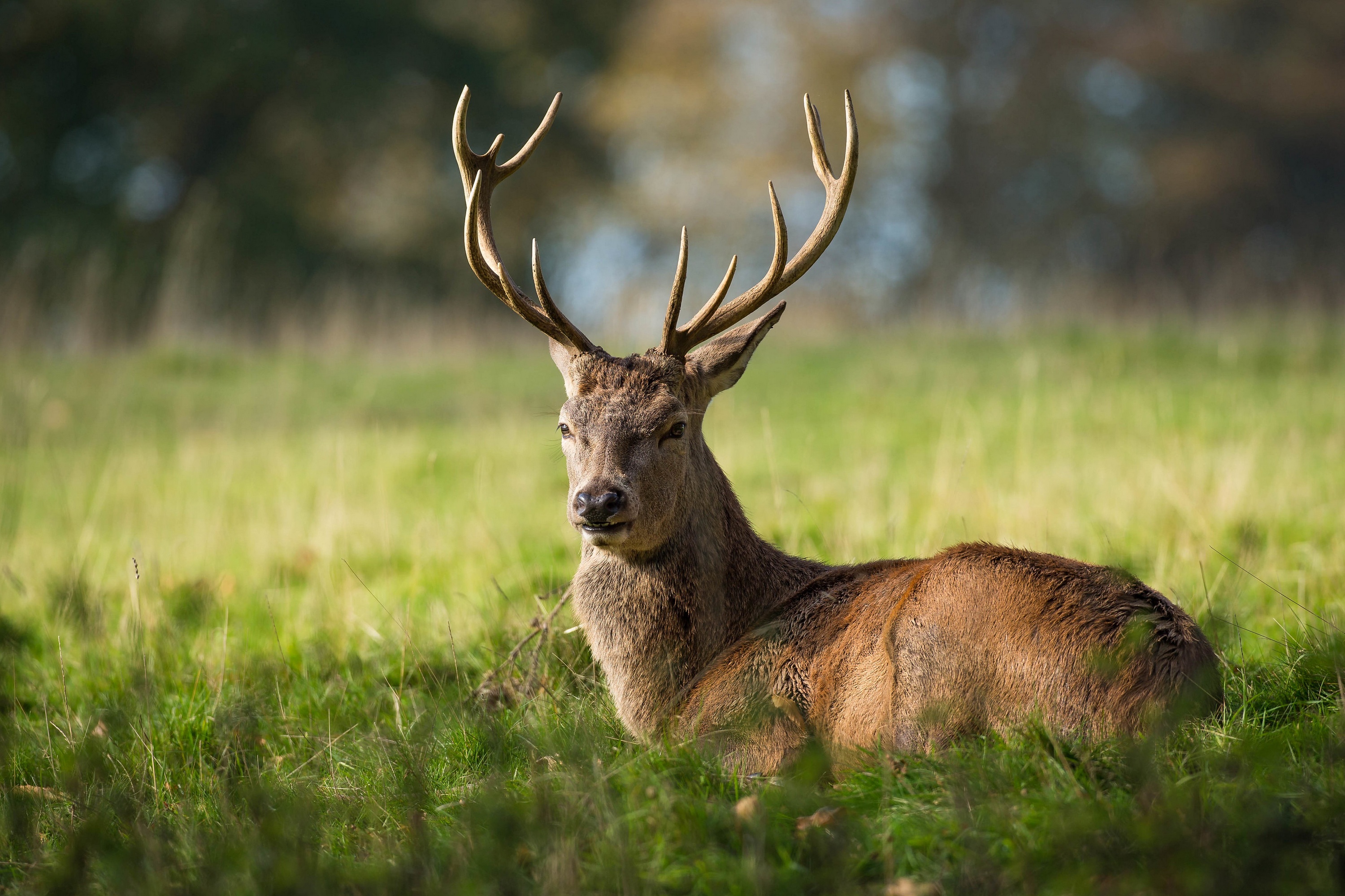 Animals Deer Hd Wallpapers