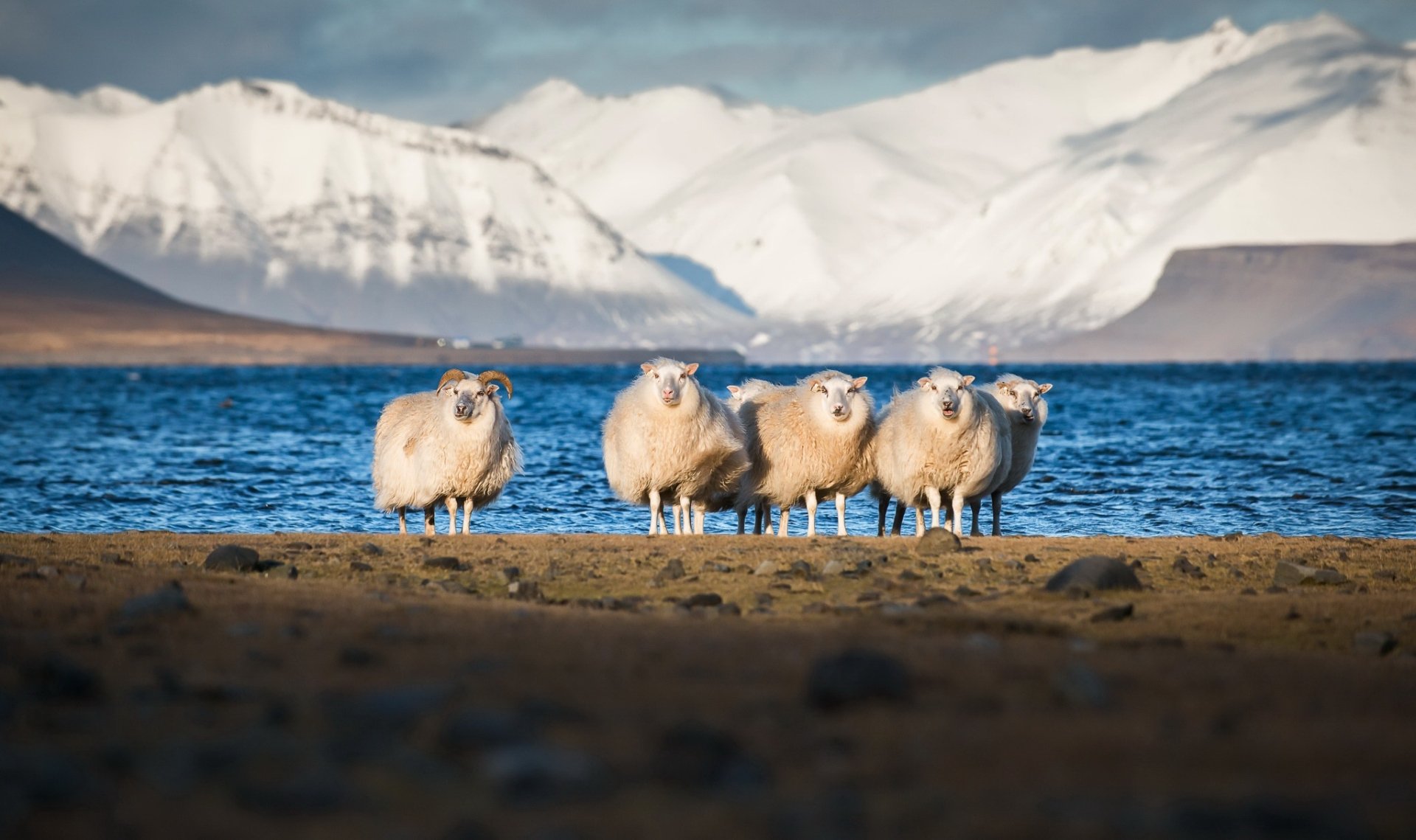 Download Nature Mountain Animal Sheep HD Wallpaper