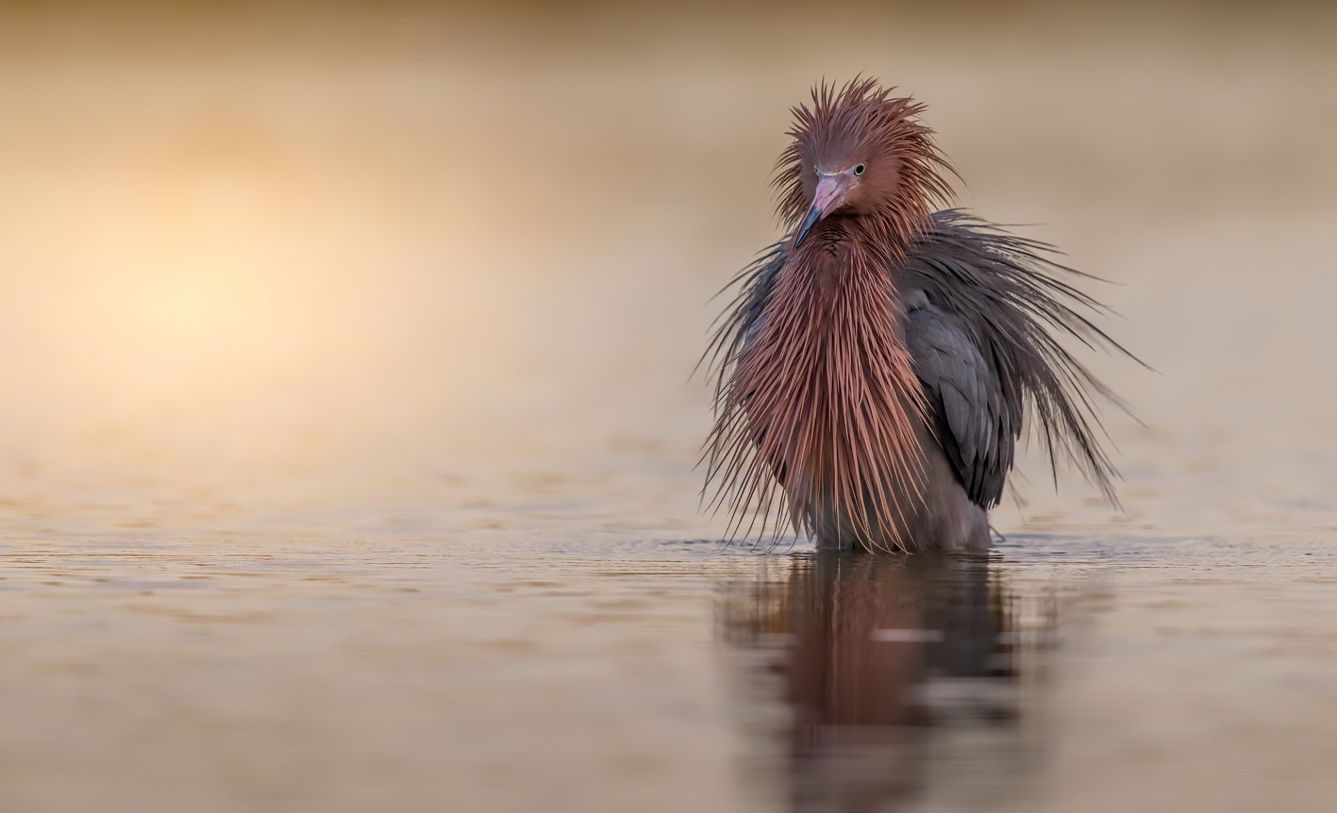 Download Reddish Egret Bird Animal Egret HD Wallpaper