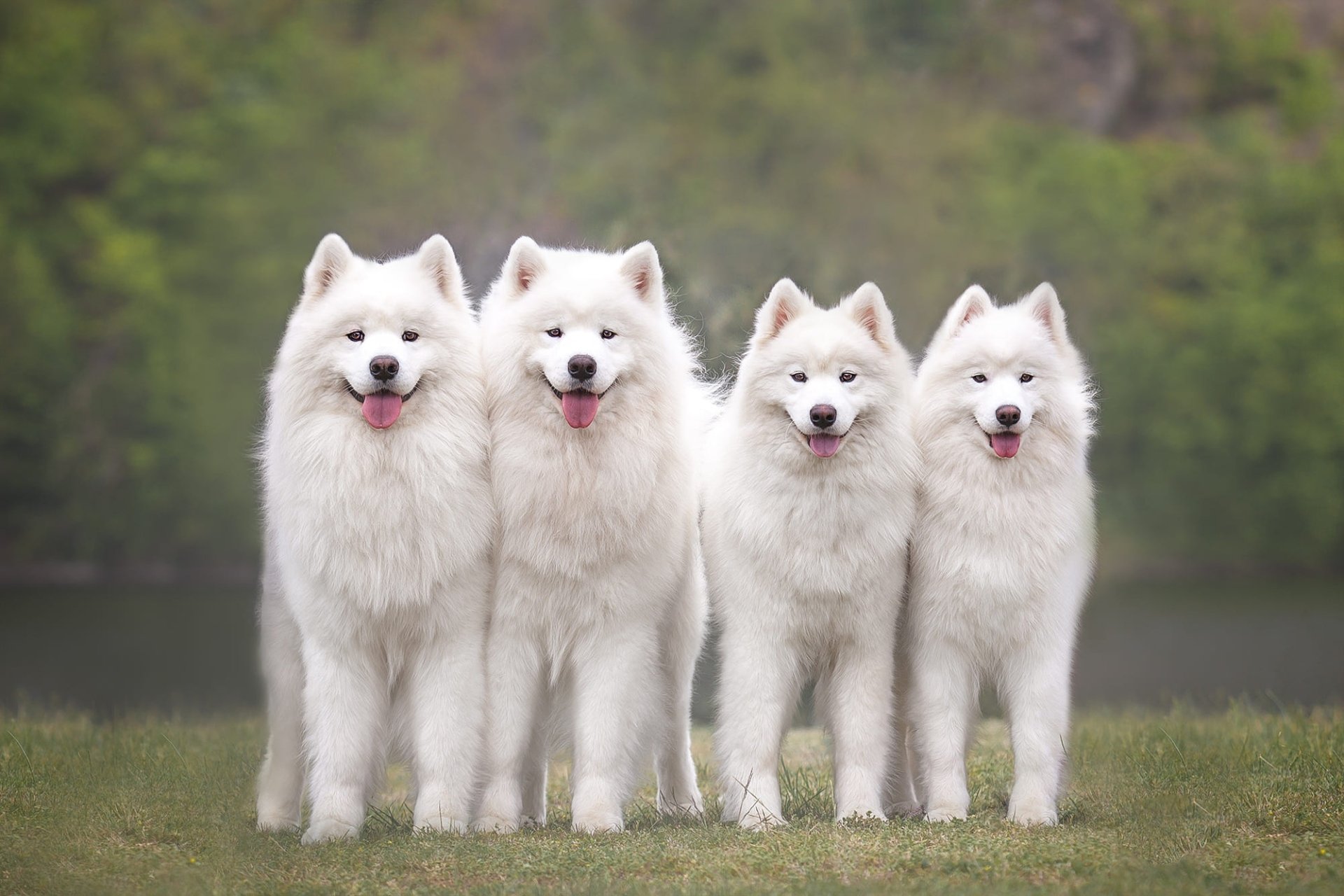 Download Dog Animal Samoyed HD Wallpaper