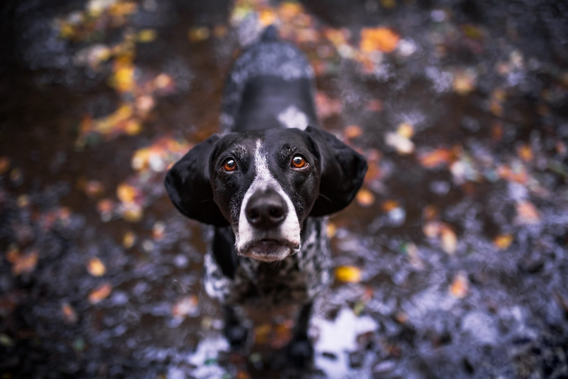 Download Stare Animal Dog HD Wallpaper