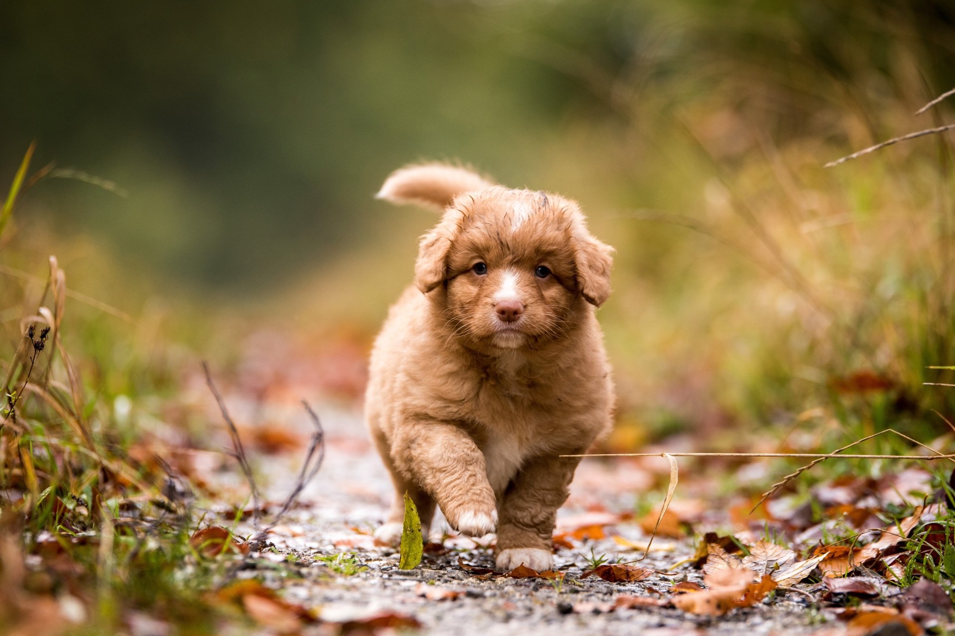 Download Baby Animal Puppy Dog Animal Nova Scotia Duck Tolling ...