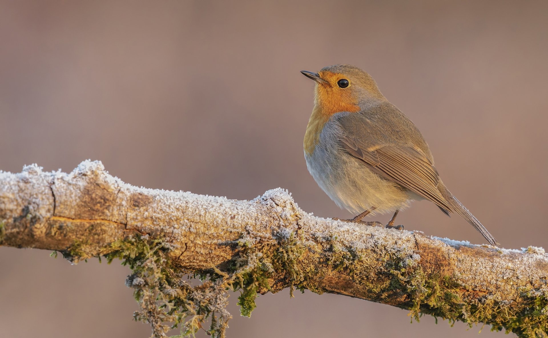 Download Passerine European Robin Bird Animal Robin HD Wallpaper