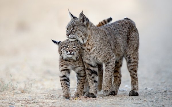 Lynx HD Wallpaper | Background Image | 3165x2116 | ID:411870 ...