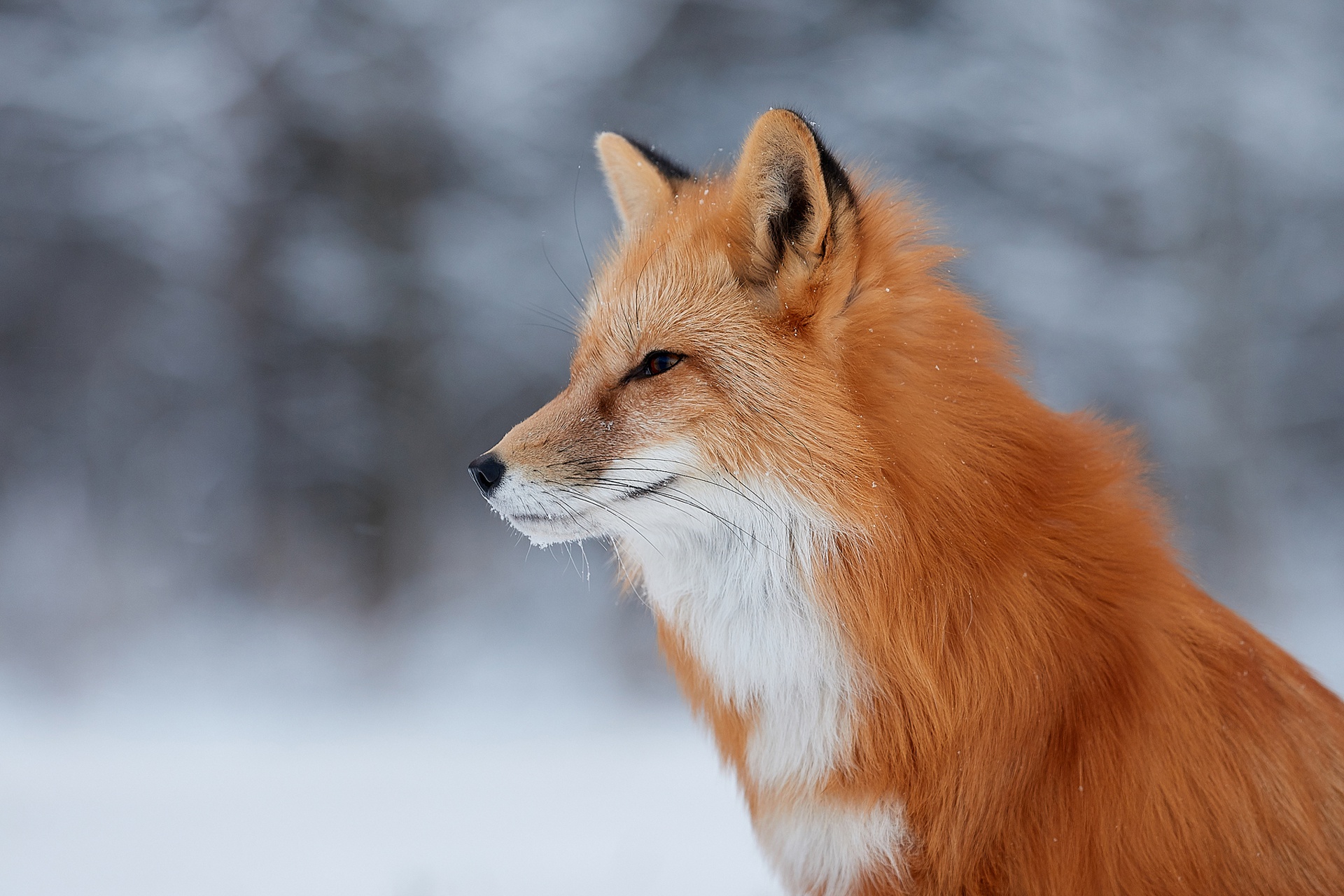 White Fox Wallpaper Widescreen