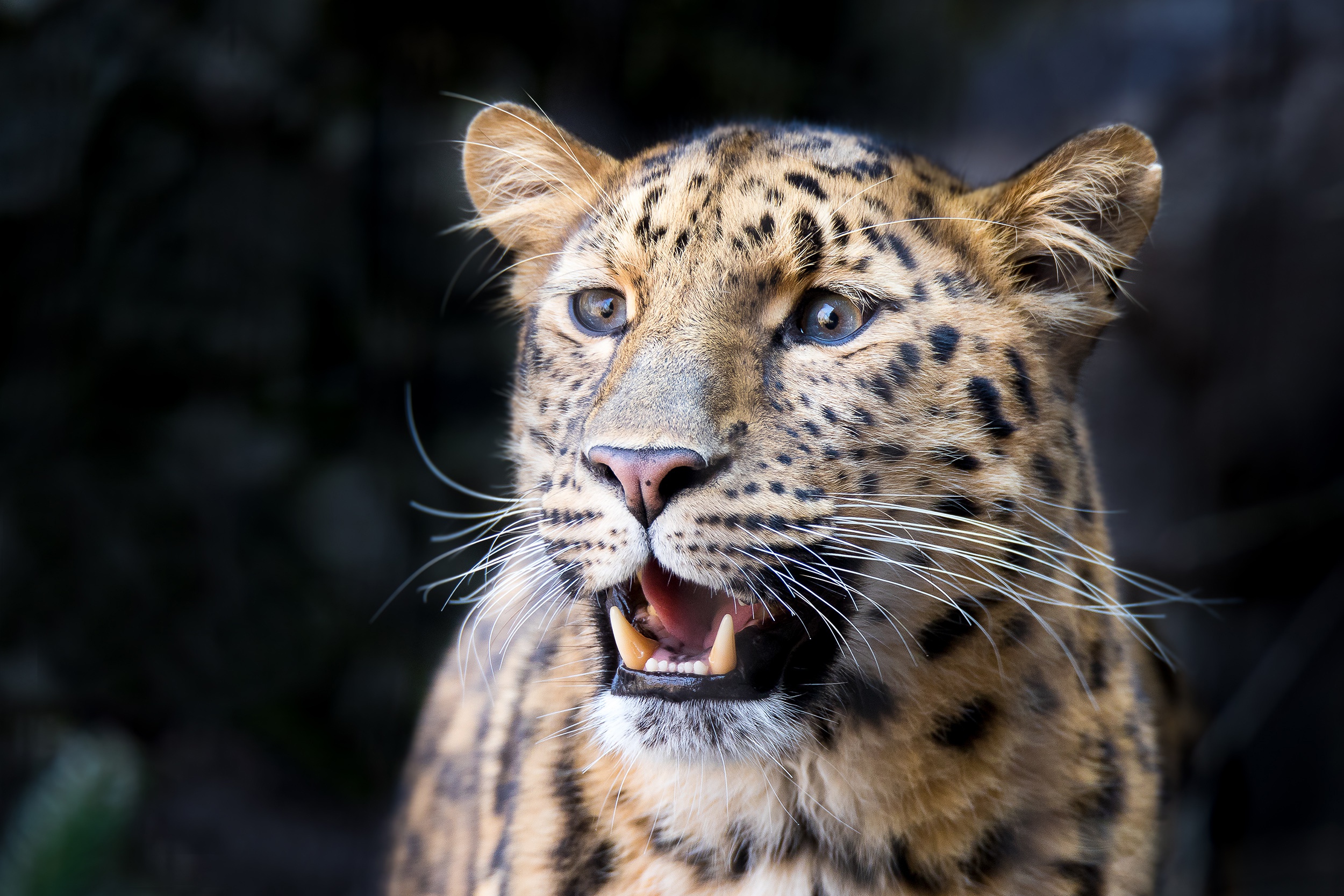 Download Animal Leopard HD Wallpaper