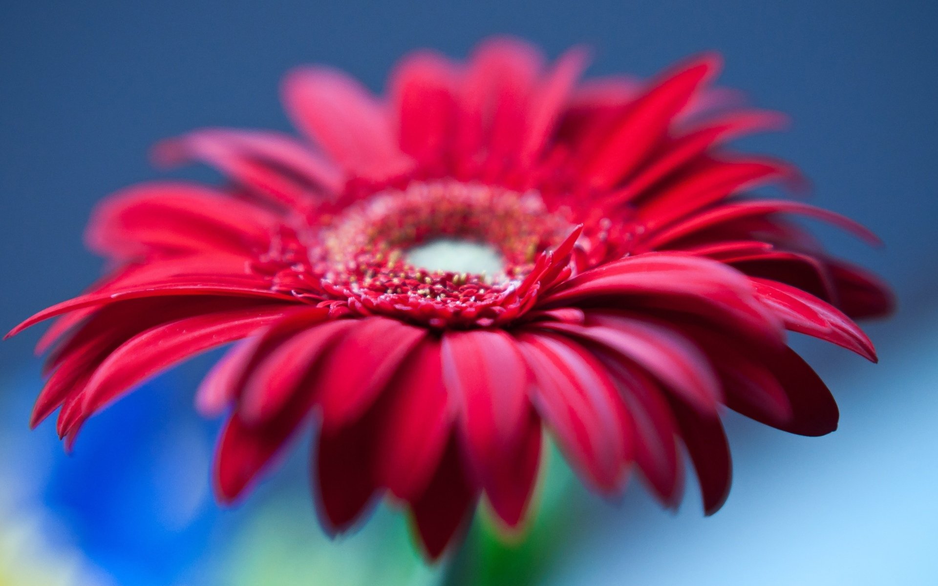 4K Ultra HD Macro: Vibrant Red Gerbera Daisy in Nature's Glow