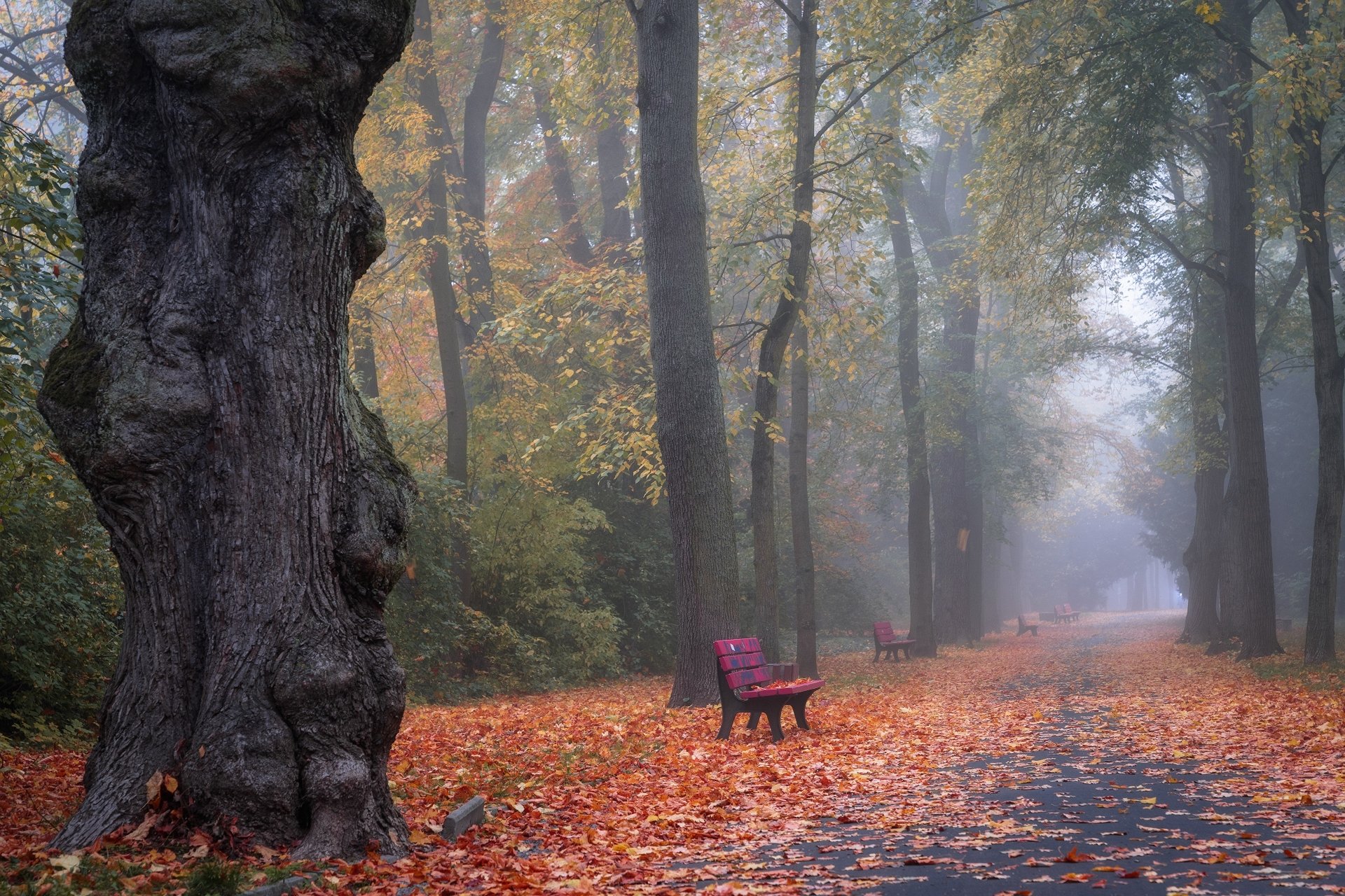 Misty Autumn Path in the Forest with Bench – 4K Ultra HD Fall Wallpaper