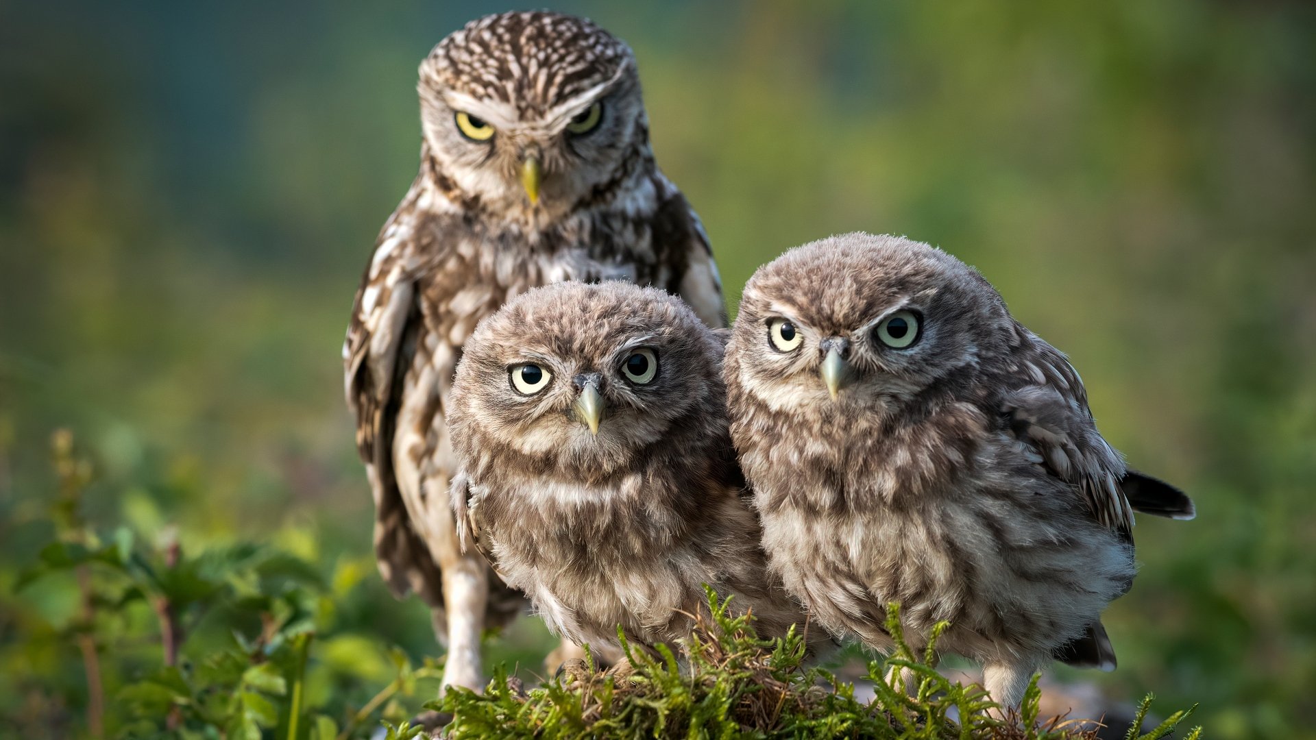 Cute Hawk Owls Hd