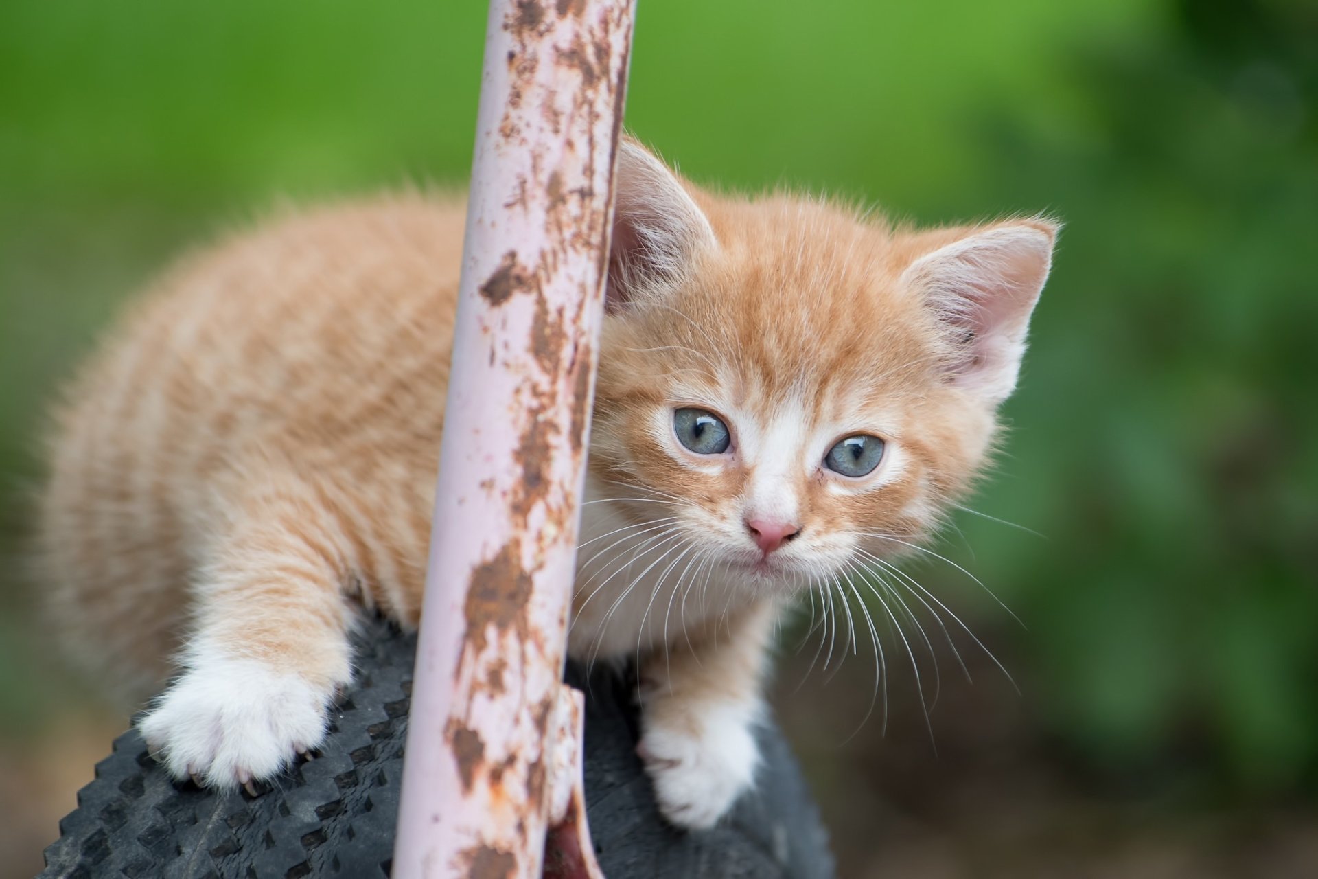 Download Baby Animal Kitten Animal Cat HD Wallpaper