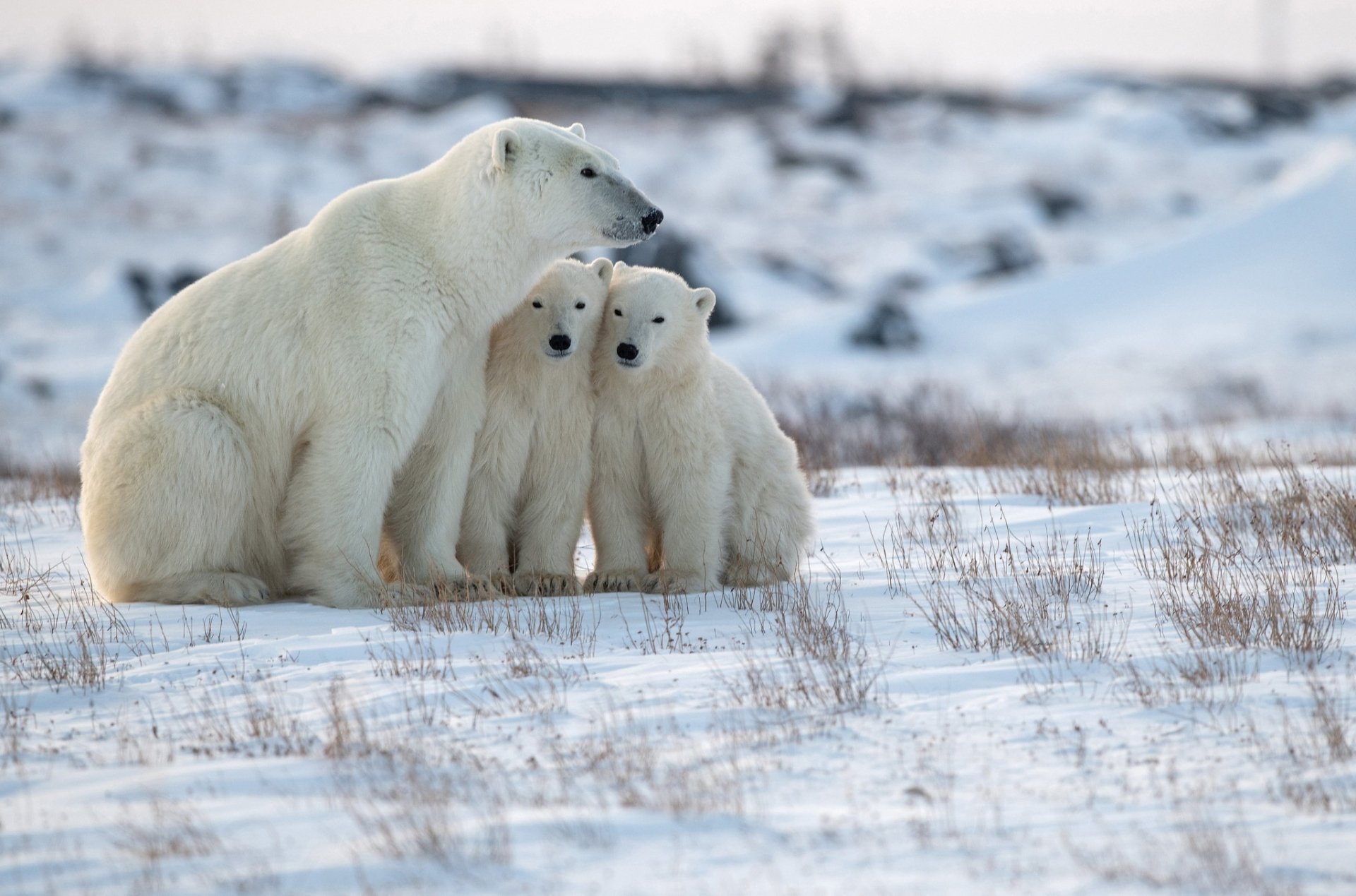 Arctic Tenderness: Polar Bear Cubs in Stunning HD Wallpaper | 2048x1354 ...