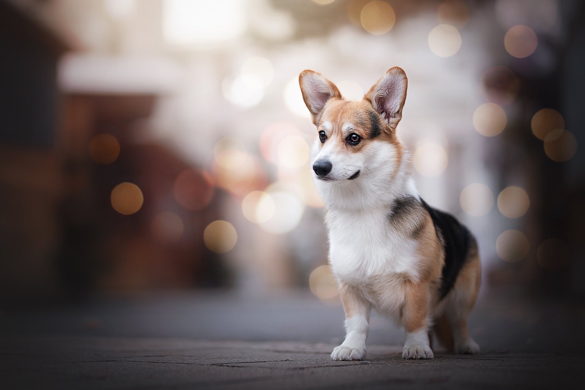 Download Depth Of Field Bokeh Dog Animal Corgi HD Wallpaper
