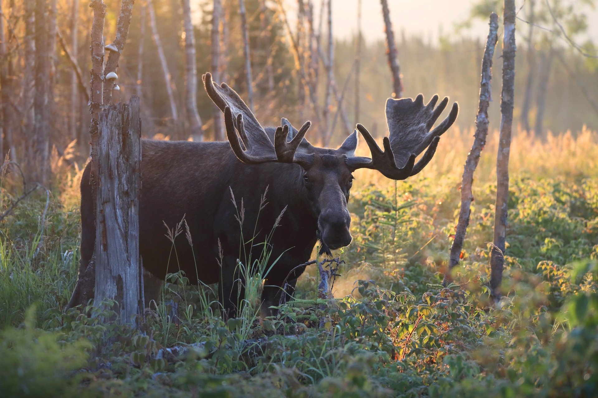 Download Animal Moose HD Wallpaper