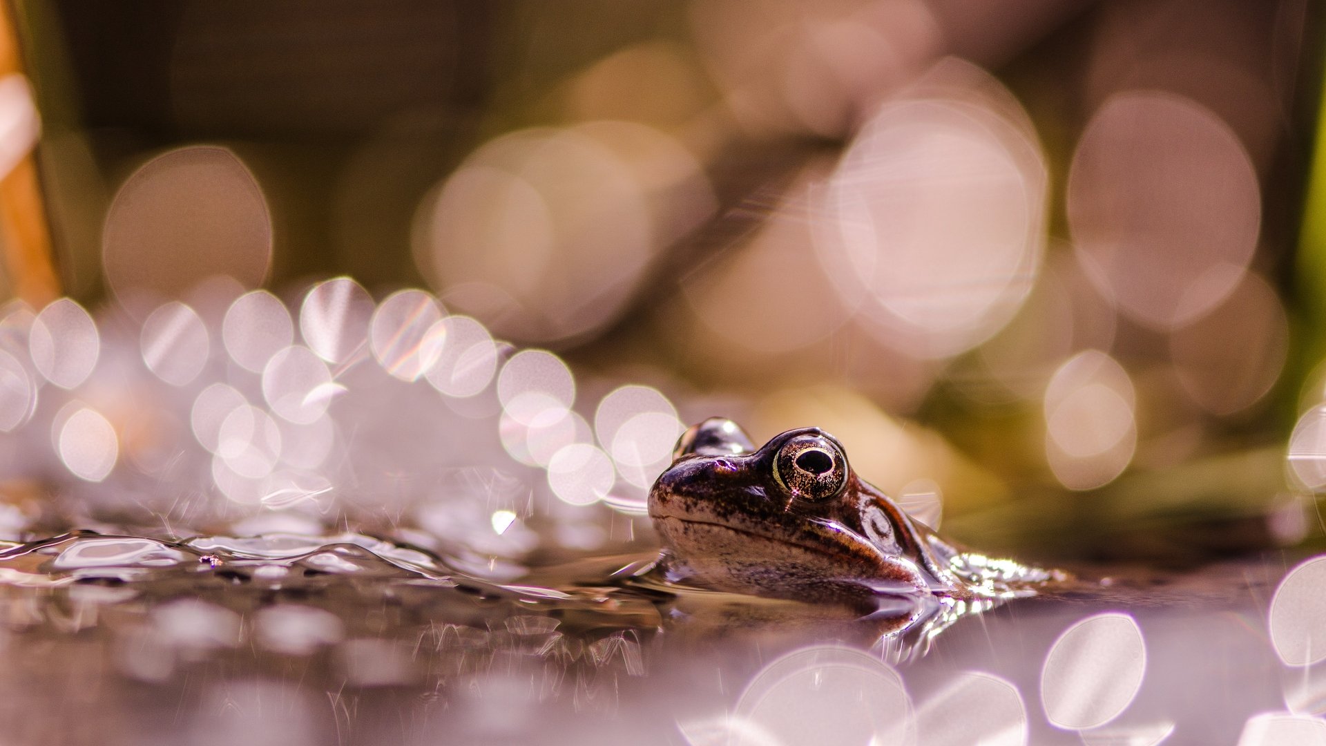 Download Bokeh Amphibian Animal Frog 4k Ultra HD Wallpaper | 3840x2160 ...