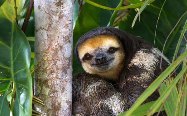 Download Animal Sloth HD Wallpaper