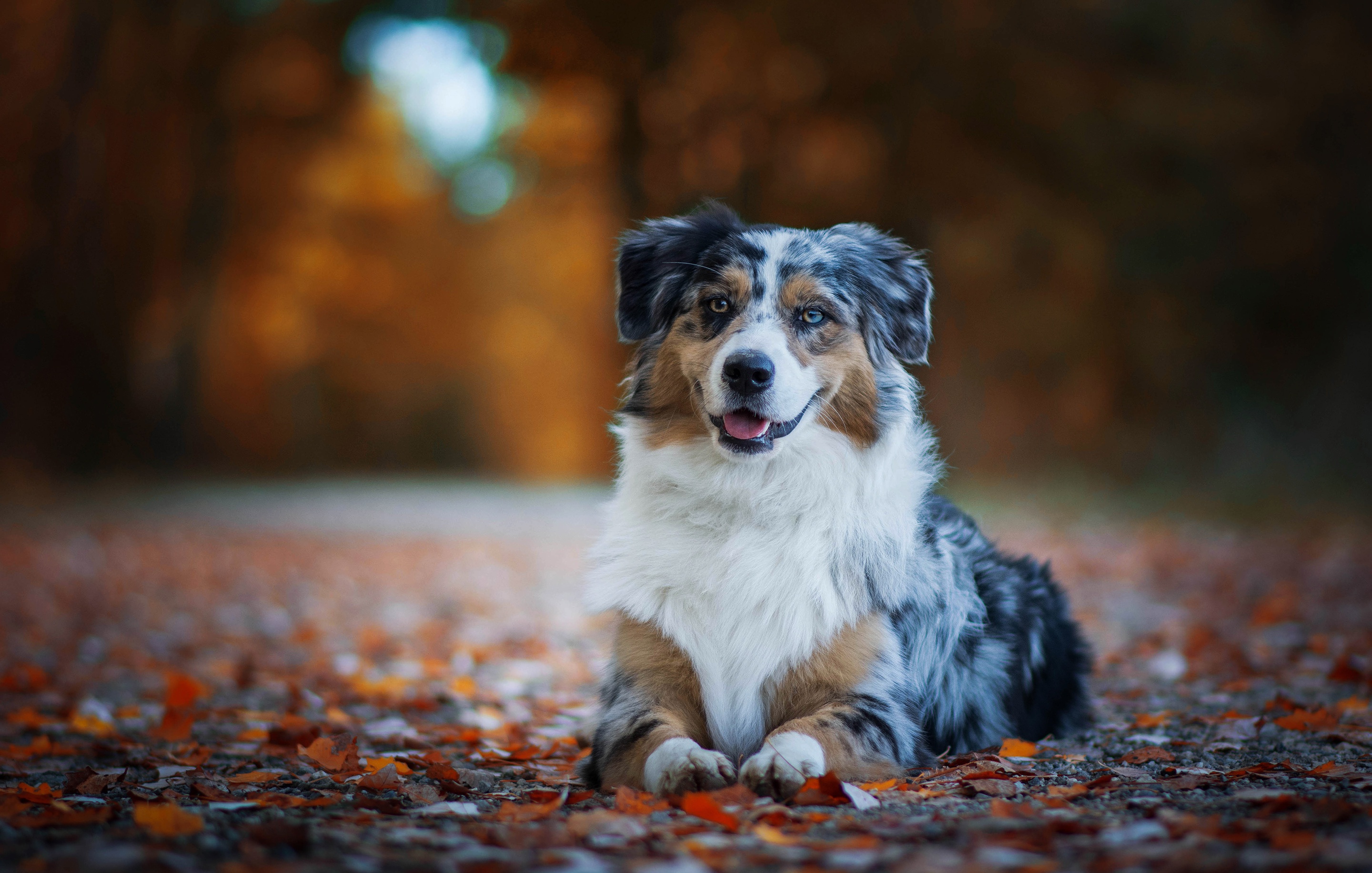 Download Depth Of Field Dog Animal Australian Shepherd HD Wallpaper