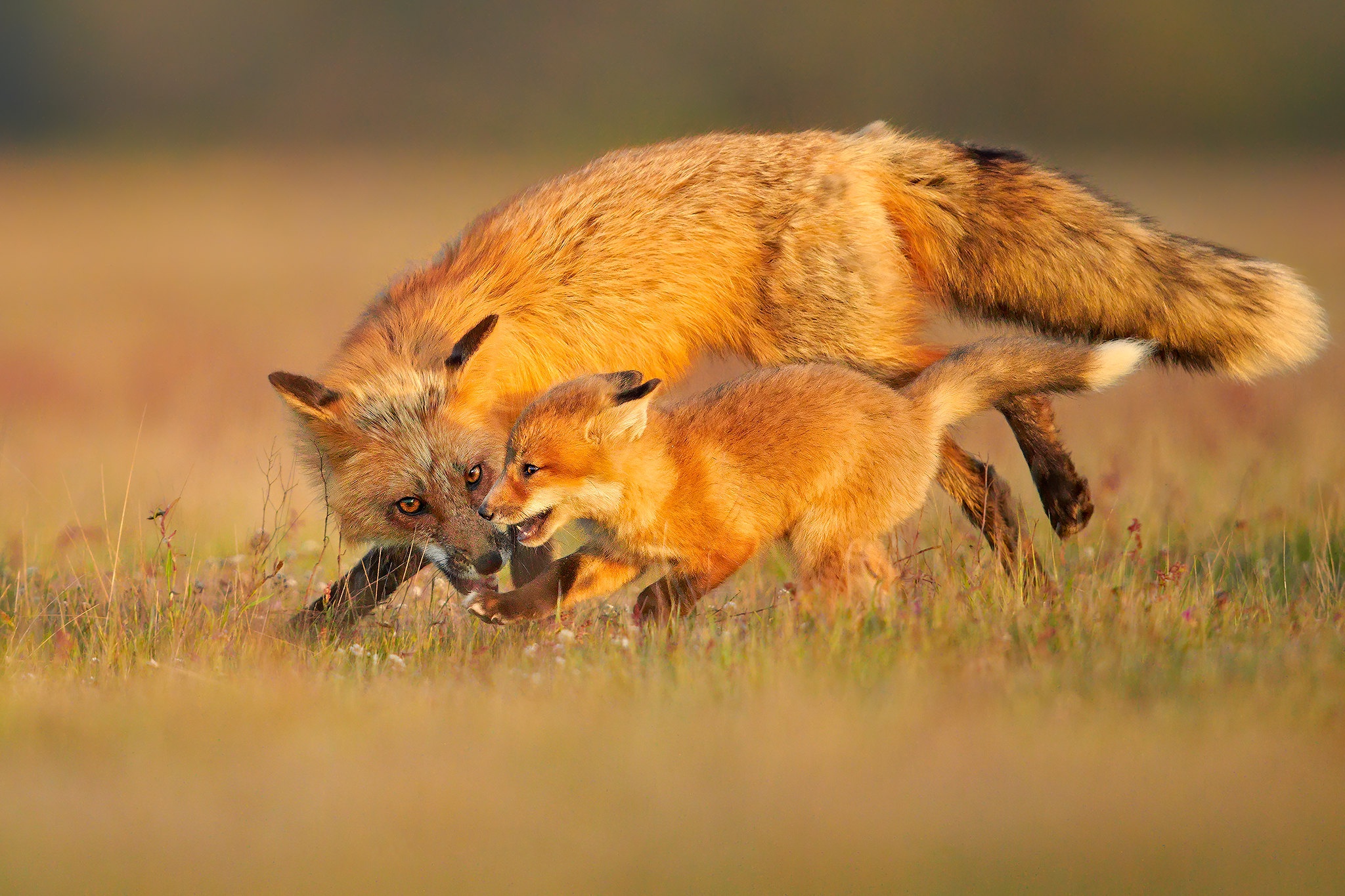 Download Cub Baby Animal Animal Fox HD Wallpaper