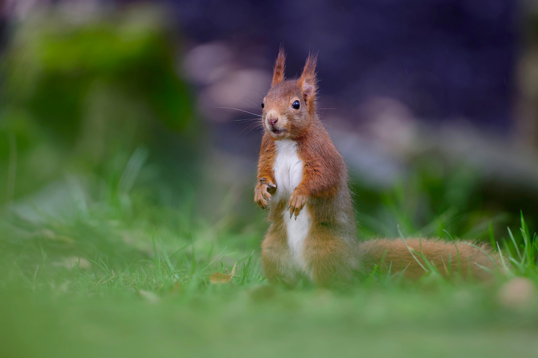 Download Rodent Animal Squirrel HD Wallpaper