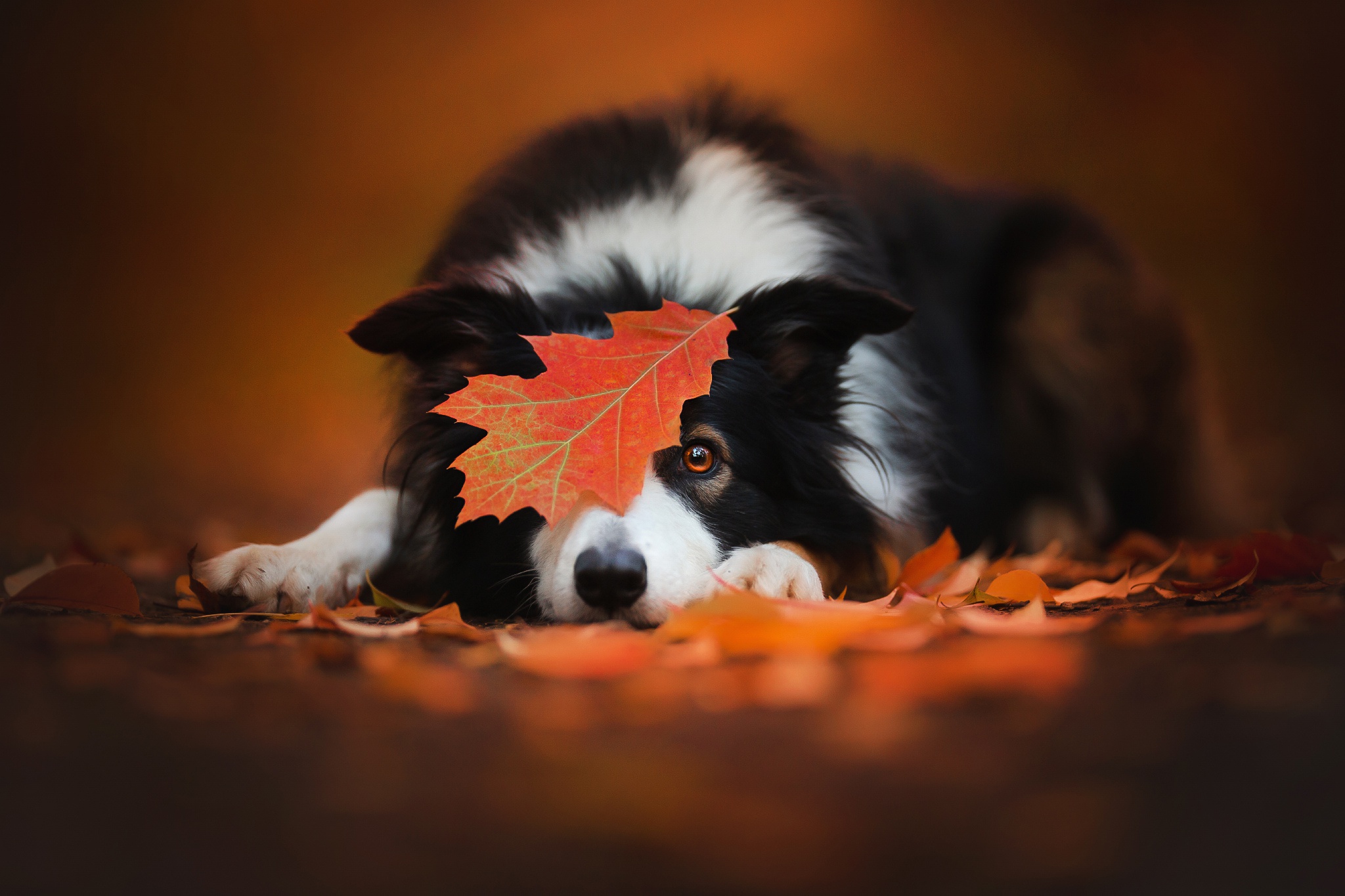 Download Dog Leaf Fall Animal Border Collie HD Wallpaper