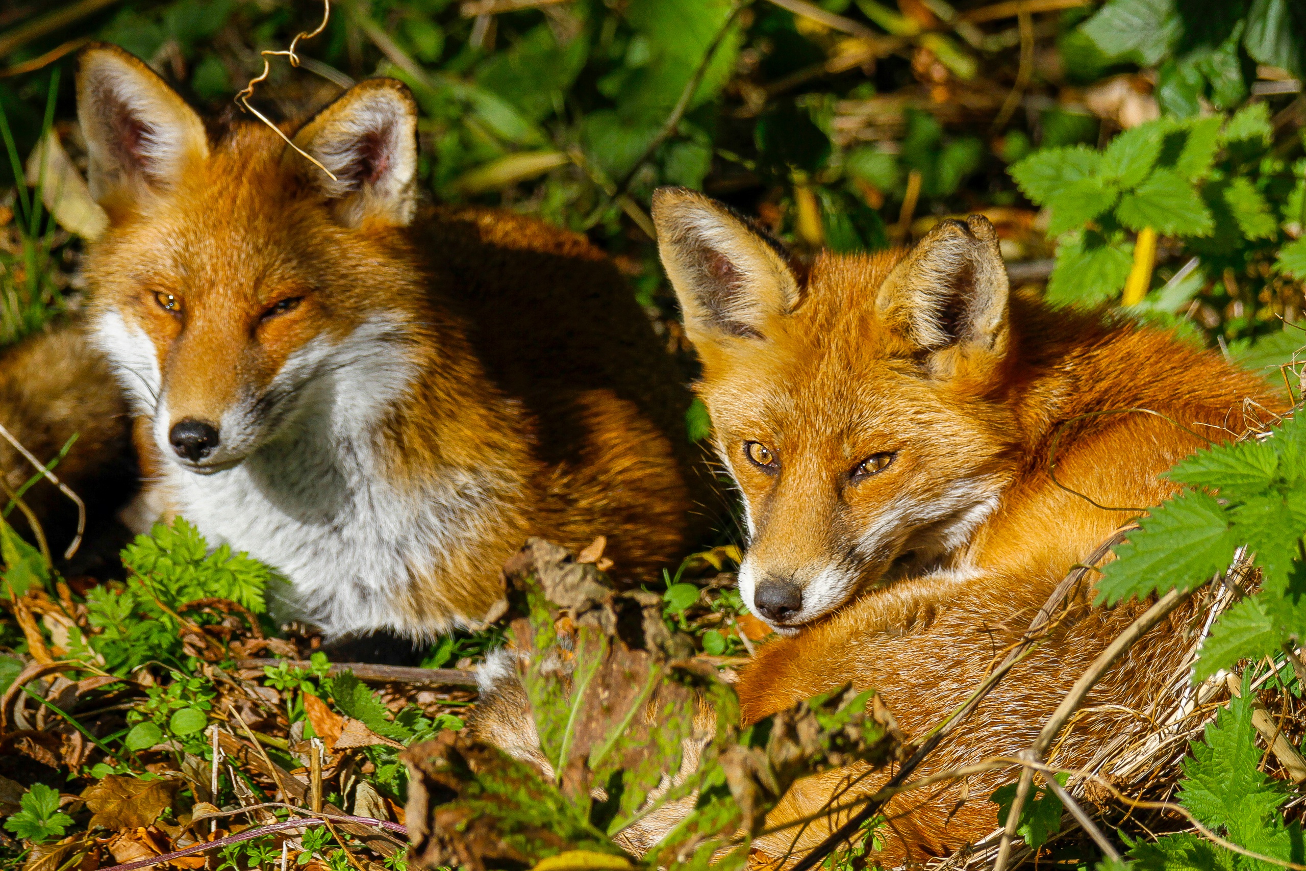 Wallpaper Green Fox