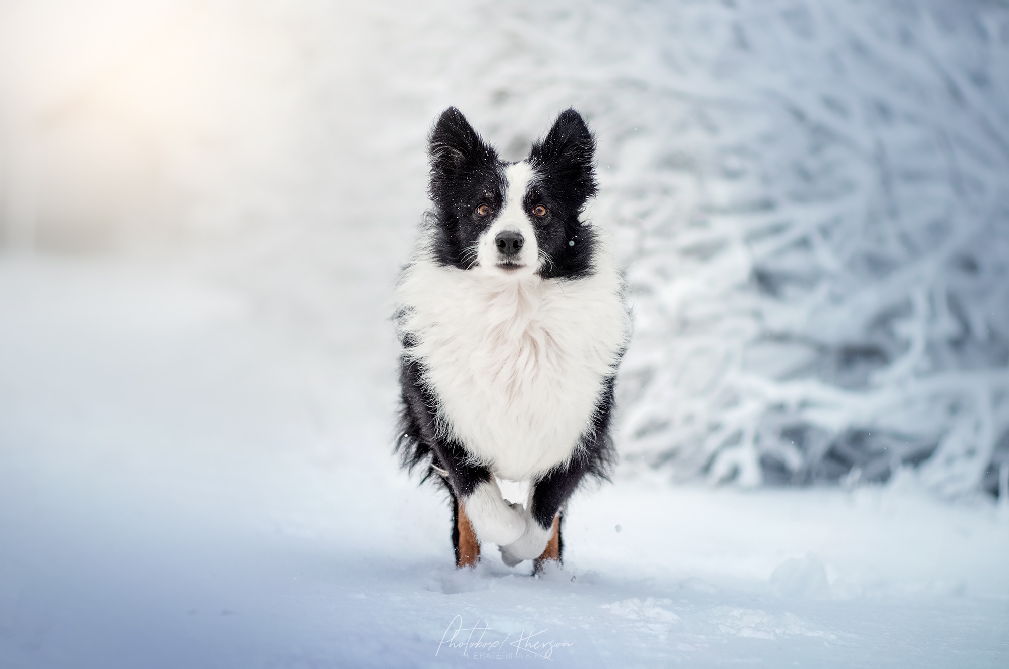 Download Snow Winter Dog Animal Border Collie HD Wallpaper