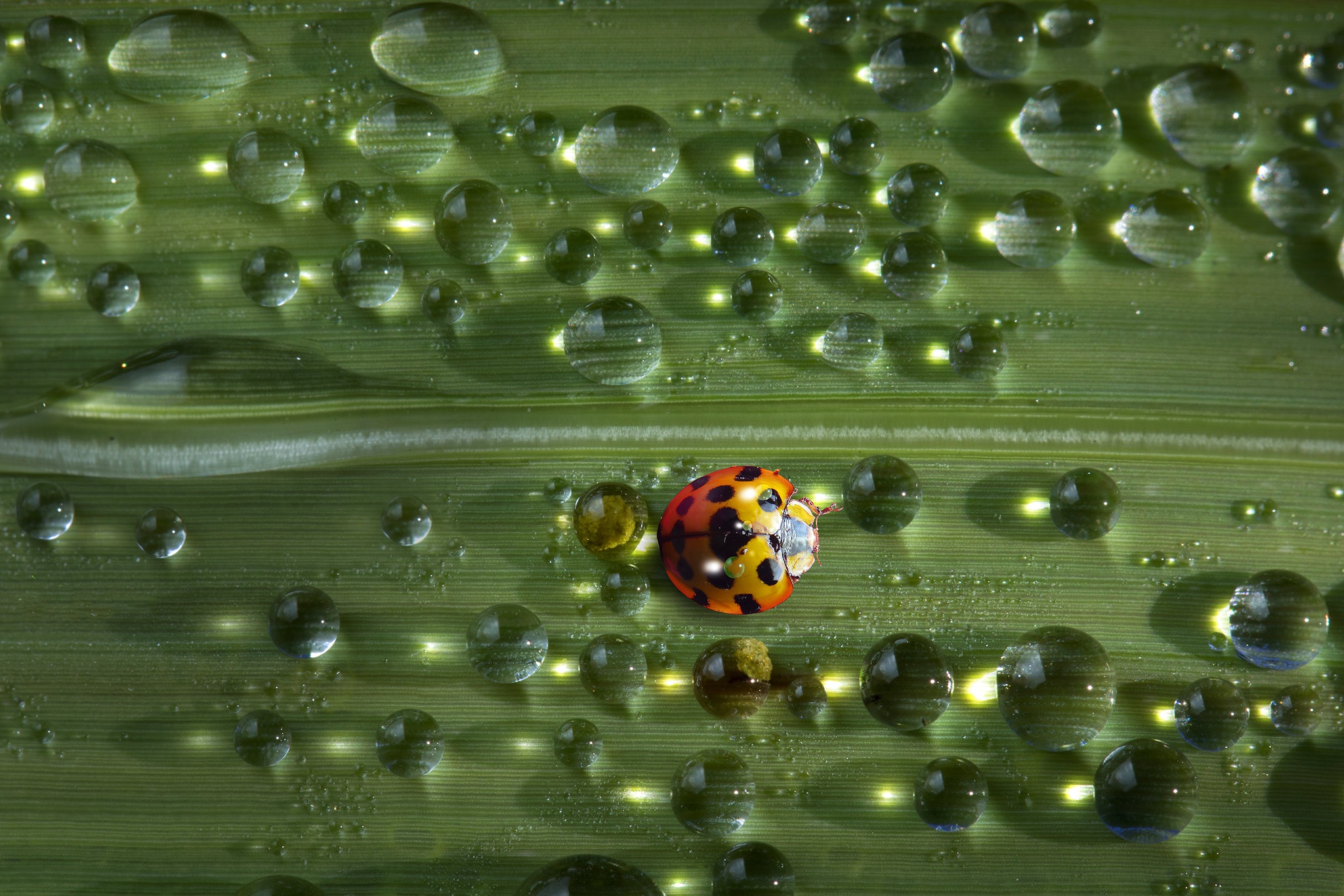 Insects Water Drops Macro Water Droplets On Insects
