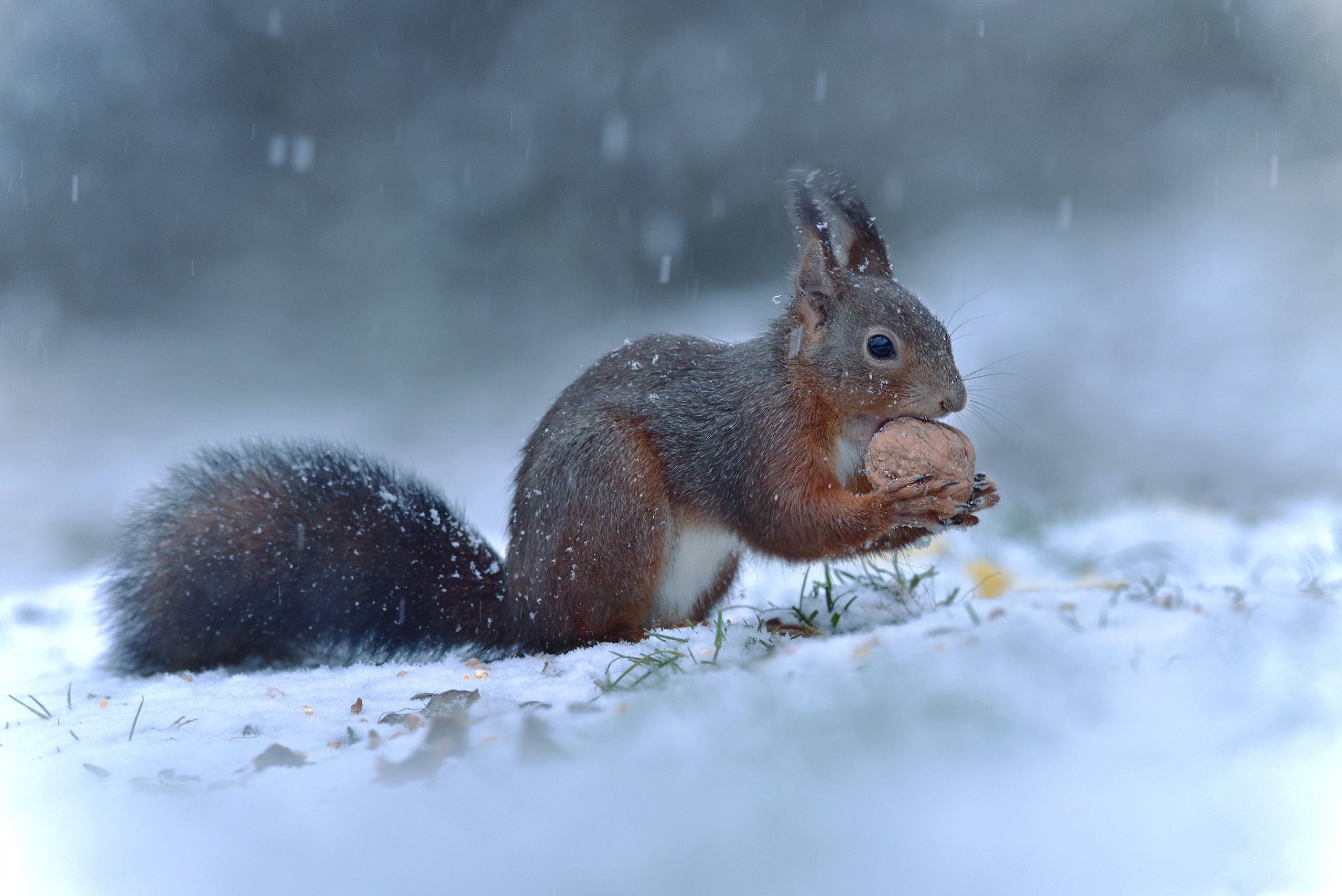 Download Snow Winter Rodent Animal Squirrel HD Wallpaper