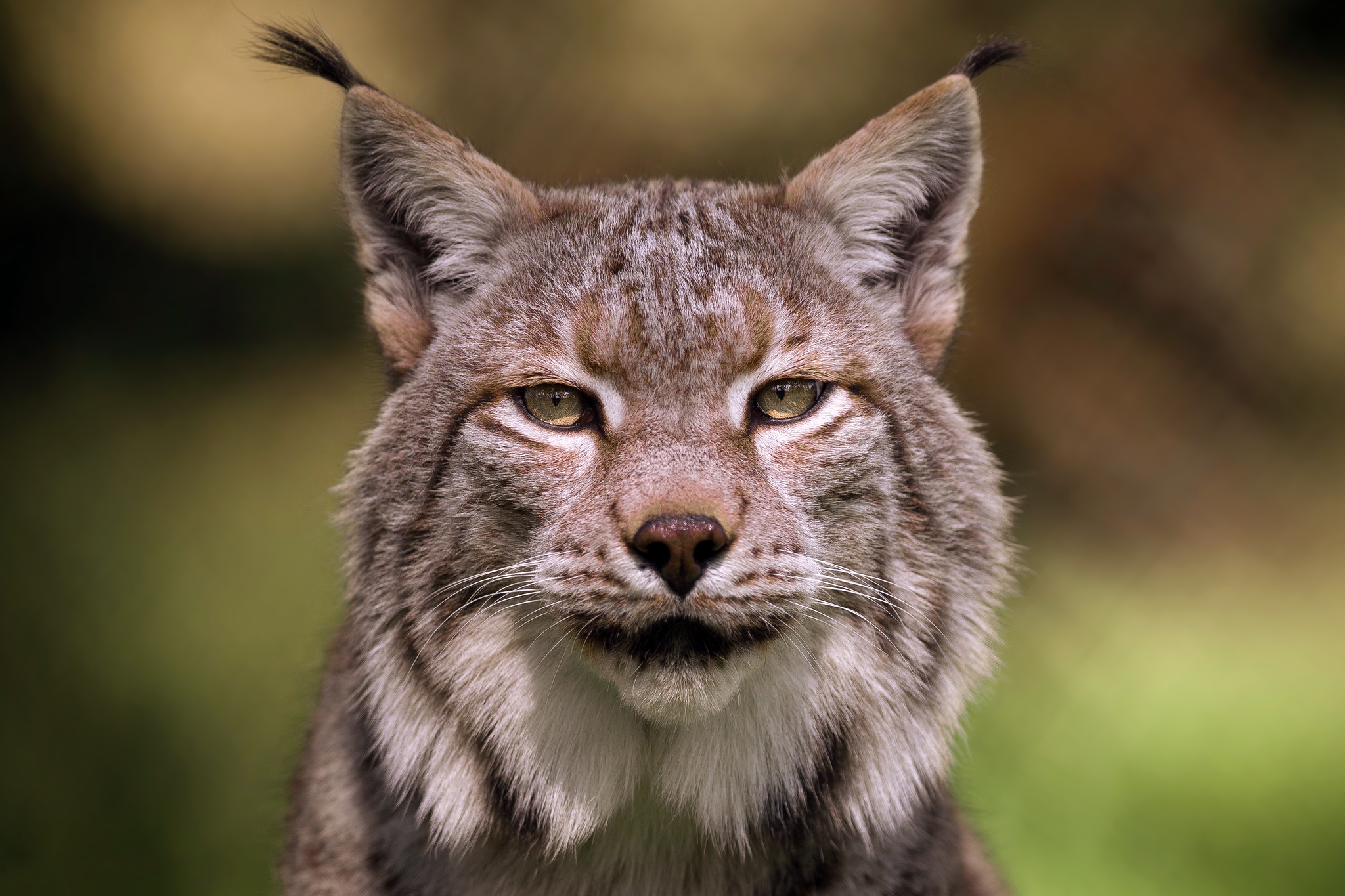 Download Stare Animal Lynx HD Wallpaper