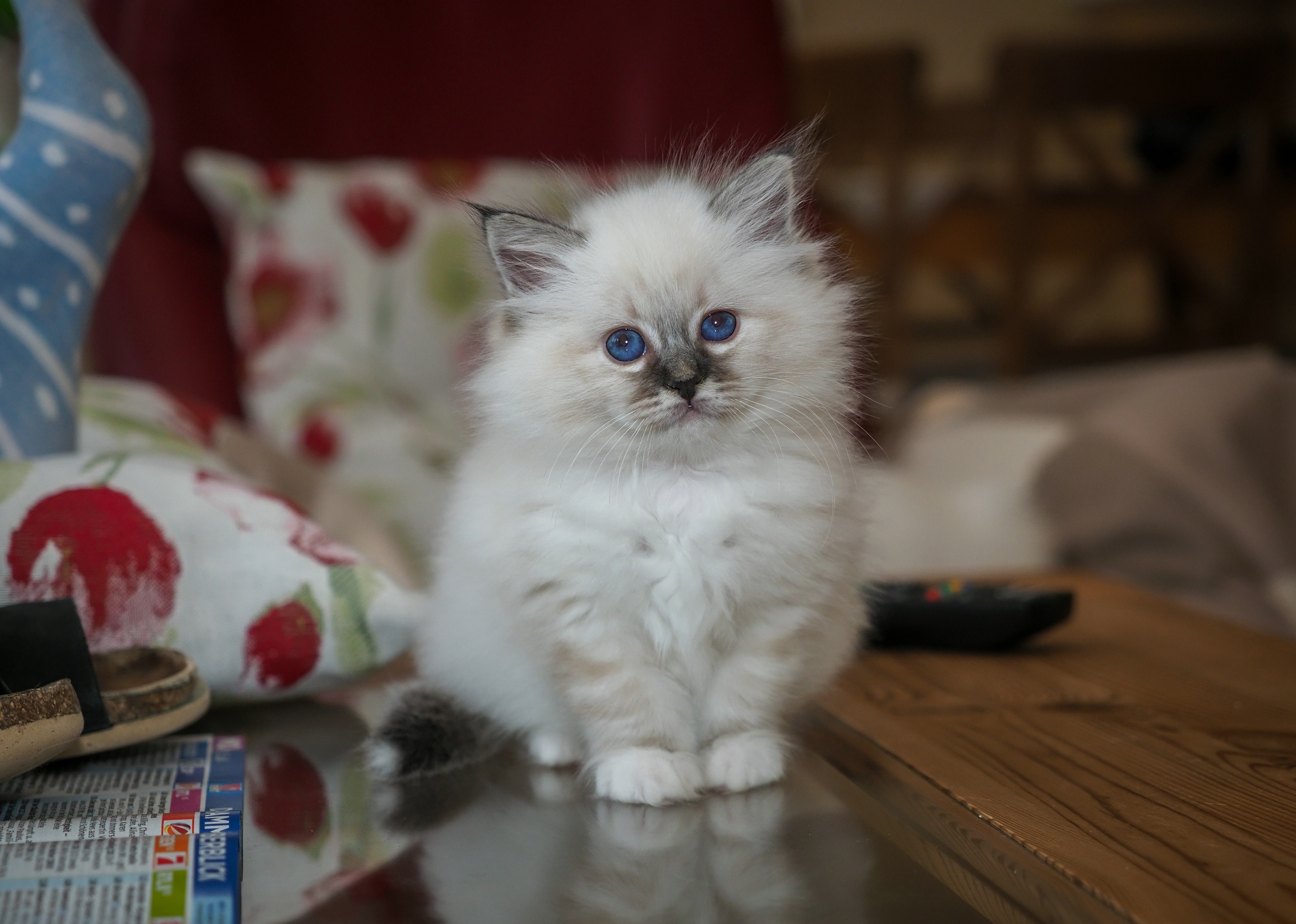 Download Stare Kitten Baby Animal Animal Cat HD Wallpaper