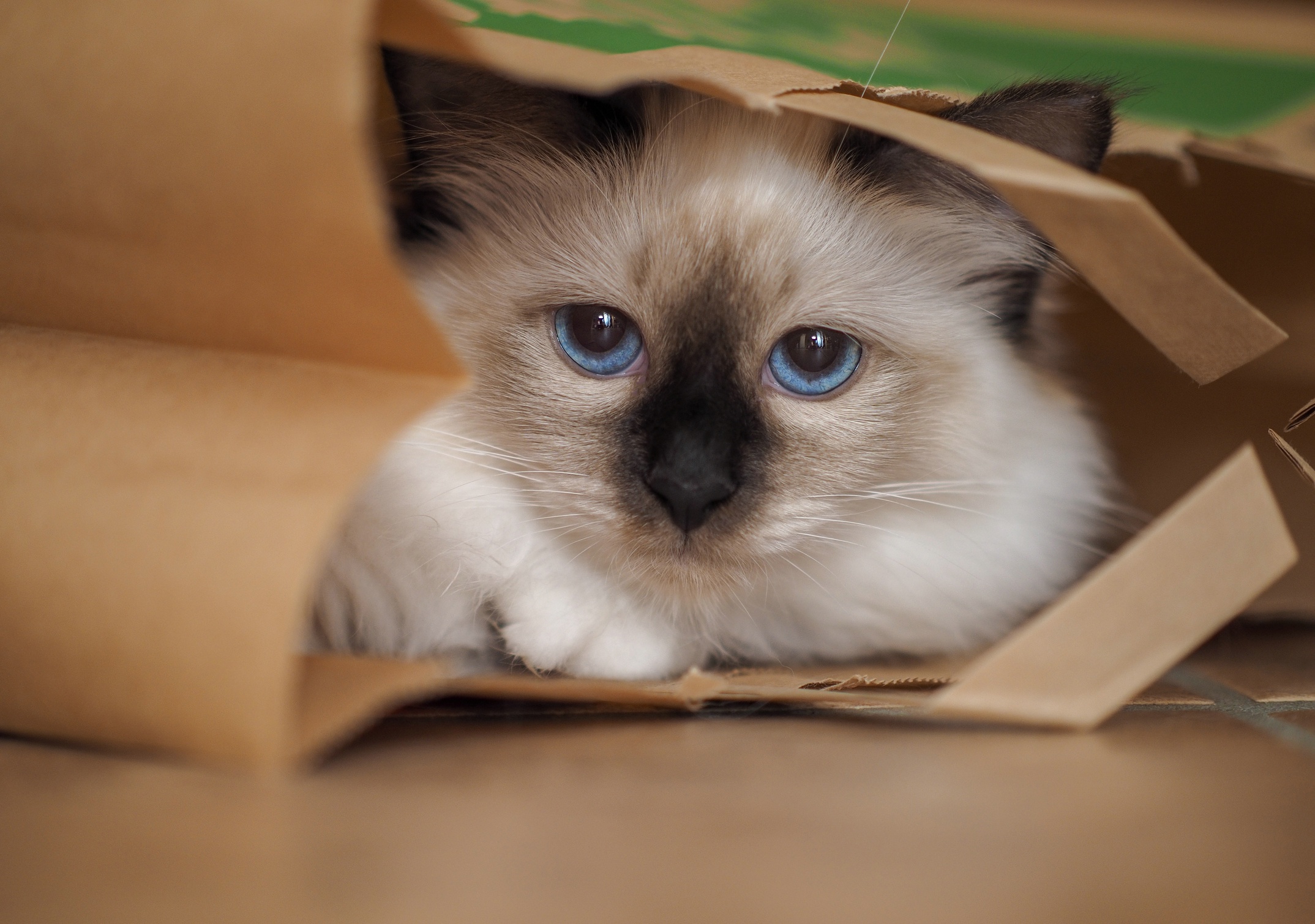 Download Stare Animal Cat HD Wallpaper