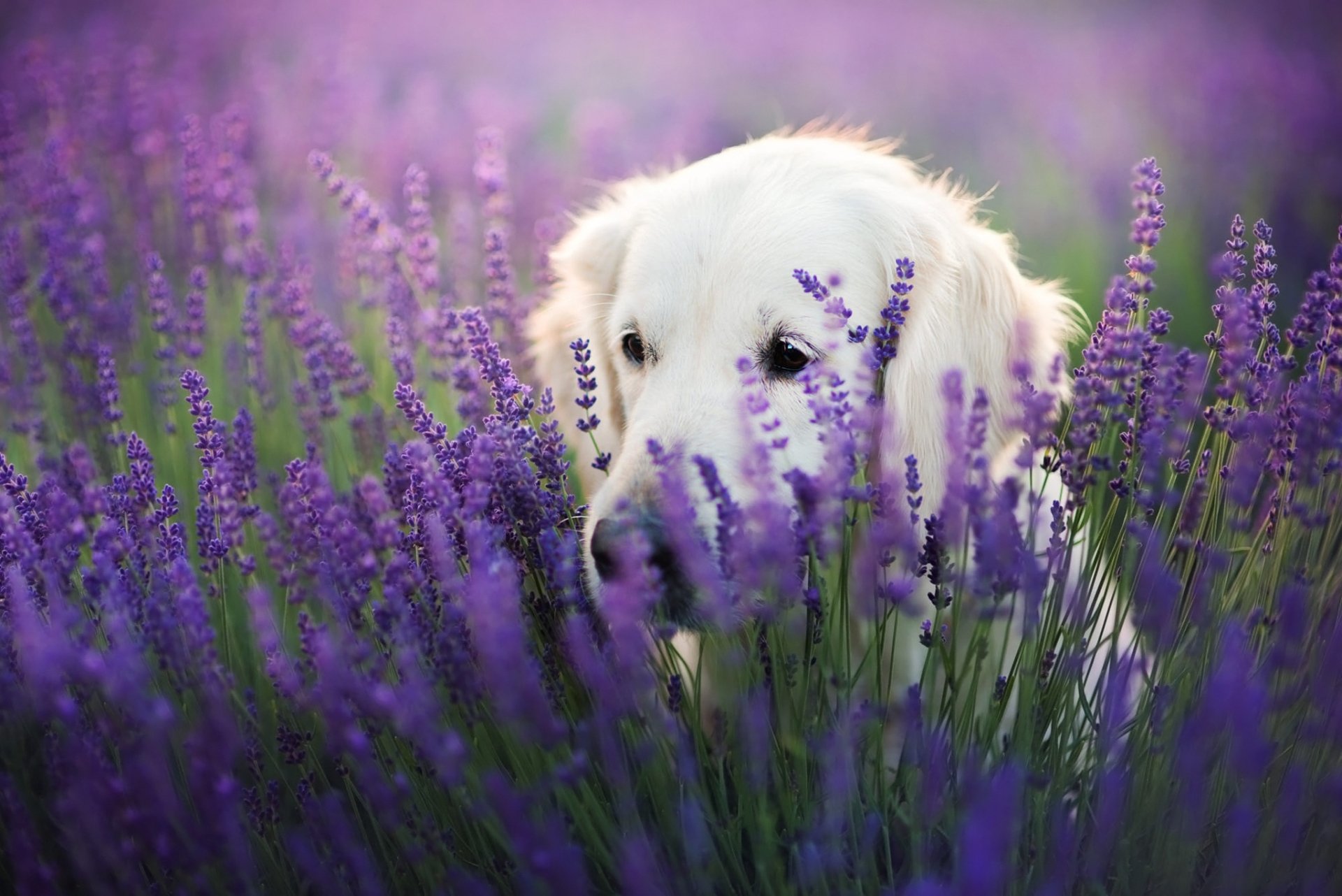 Download Purple Flower Lavender Dog Animal Labrador Retriever HD Wallpaper