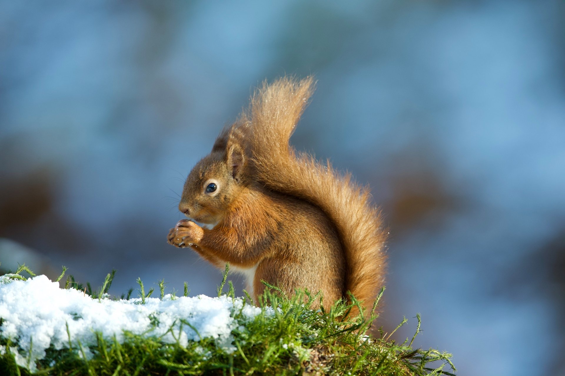 Download Rodent Animal Squirrel 4k Ultra HD Wallpaper