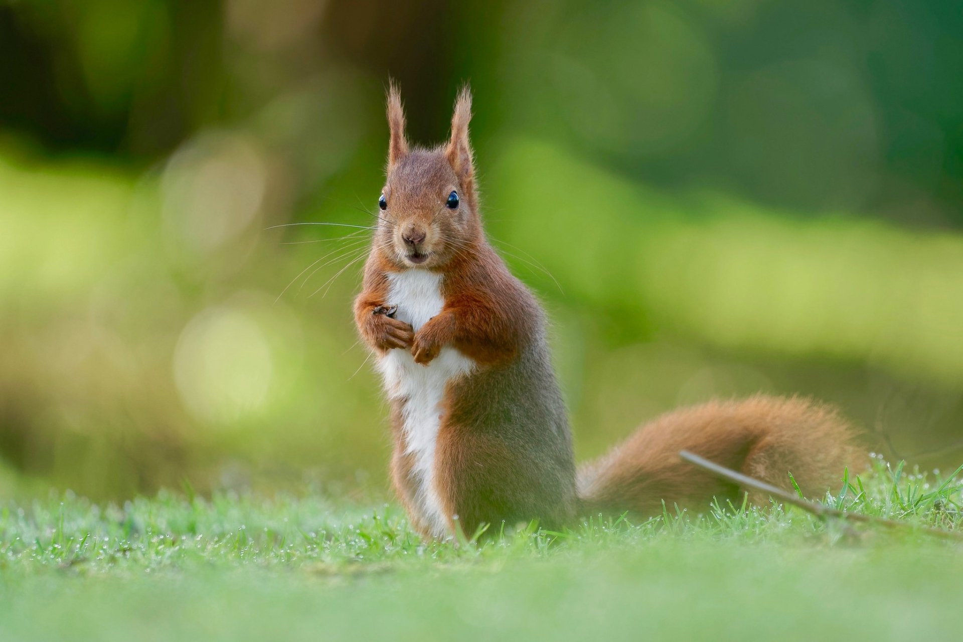 Esquilo Papel de Parede HD | Plano de Fundo | 2048x1365