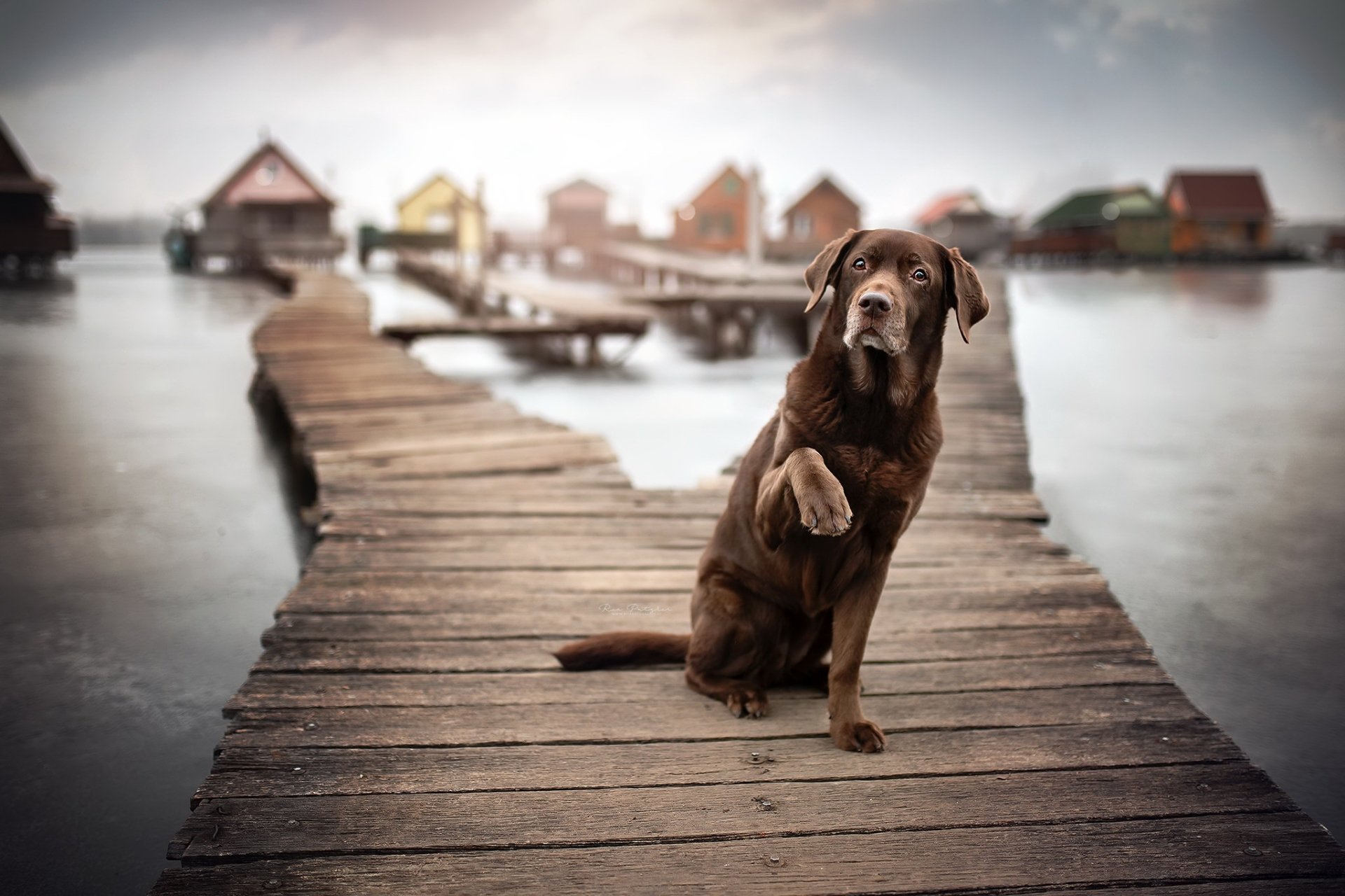 Download Depth Of Field Animal Dog HD Wallpaper