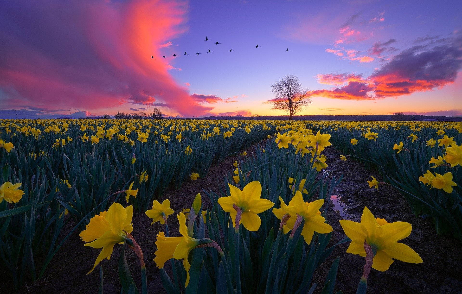 Download Yellow Flower Sky Cloud Field Flower Nature Daffodil HD Wallpaper