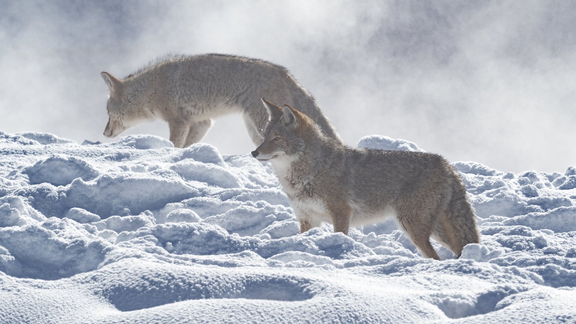 Winter Coyotes: Majestic Wildlife in Crystal Snow – HD Wallpaper by ...